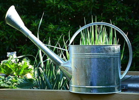 Traditional Galvanised Watering Can 9L – Northcote Nursery