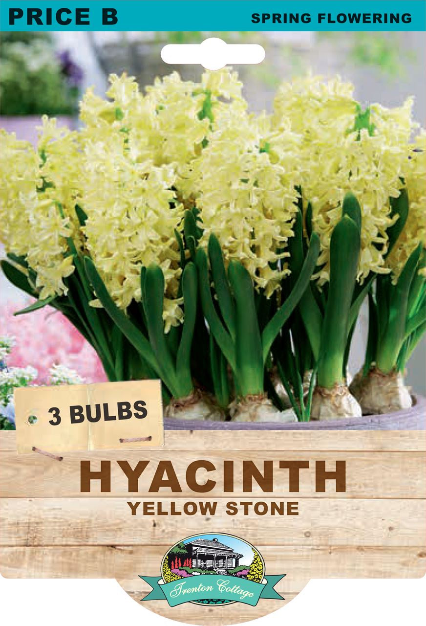 Hyacinth 'Yellow Stone' – Northcote Nursery