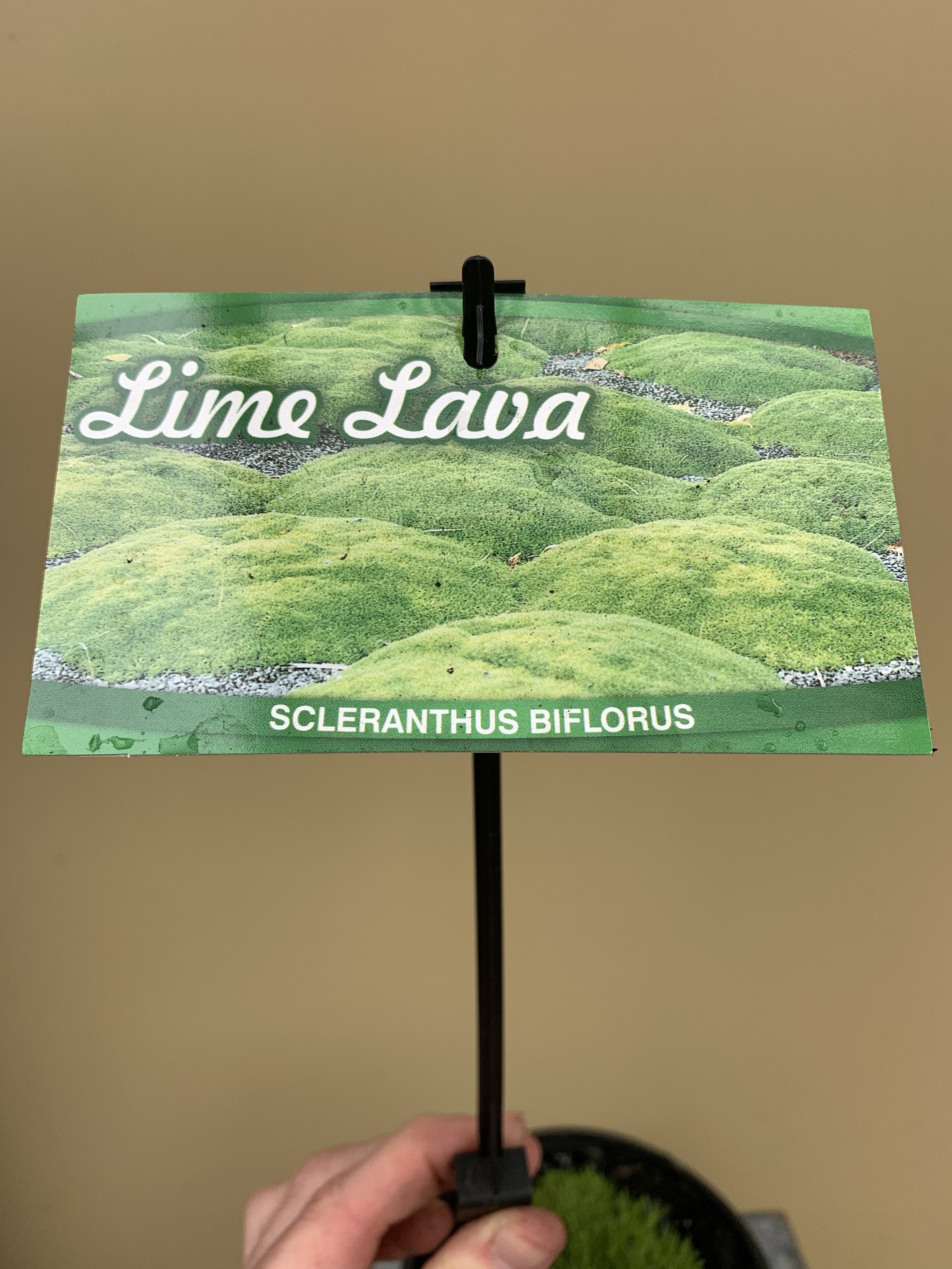 Scleranthus biflorus ‘Lime Lava’ – Northcote Nursery