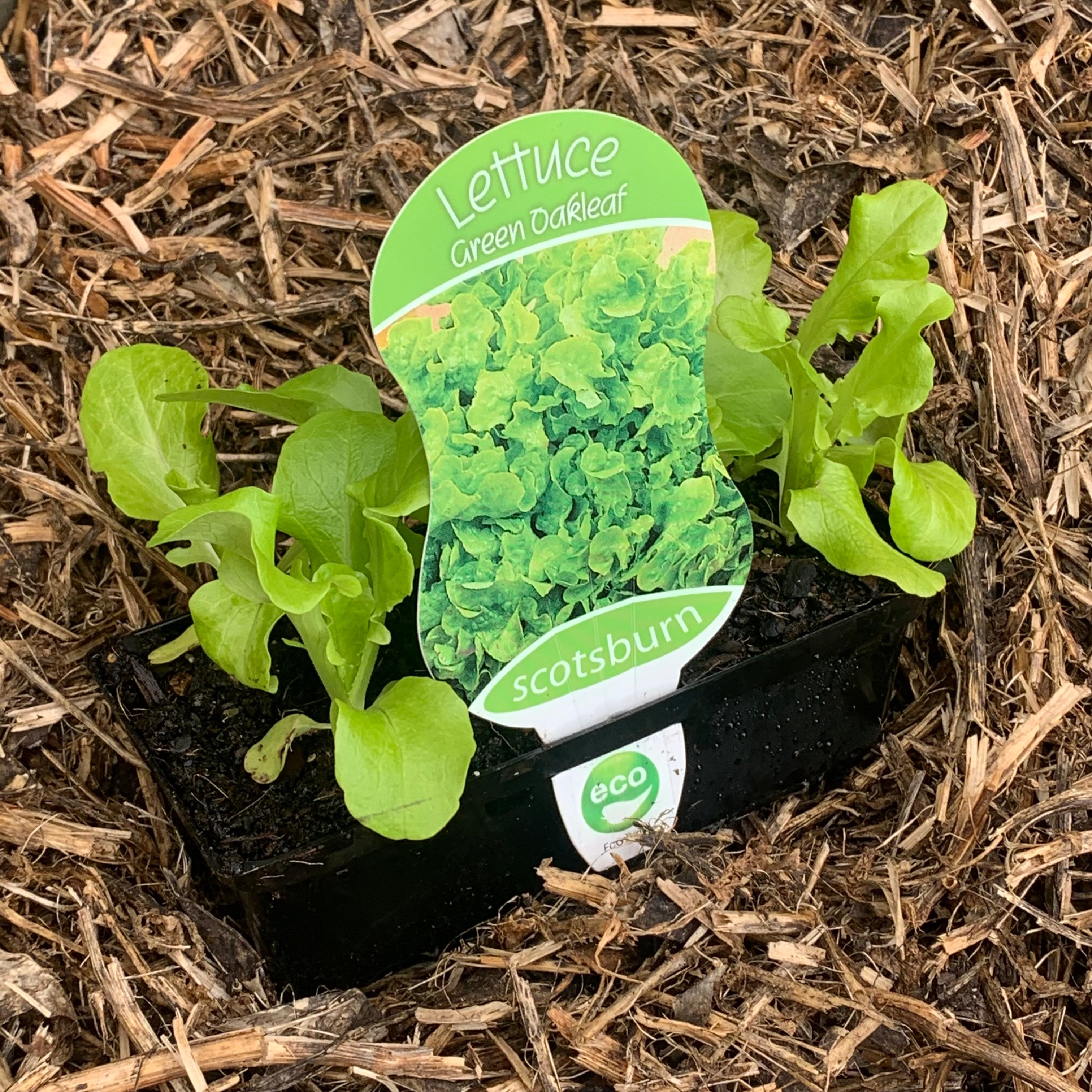 Lettuce ‘Green Oakleaf’ – Northcote Nursery