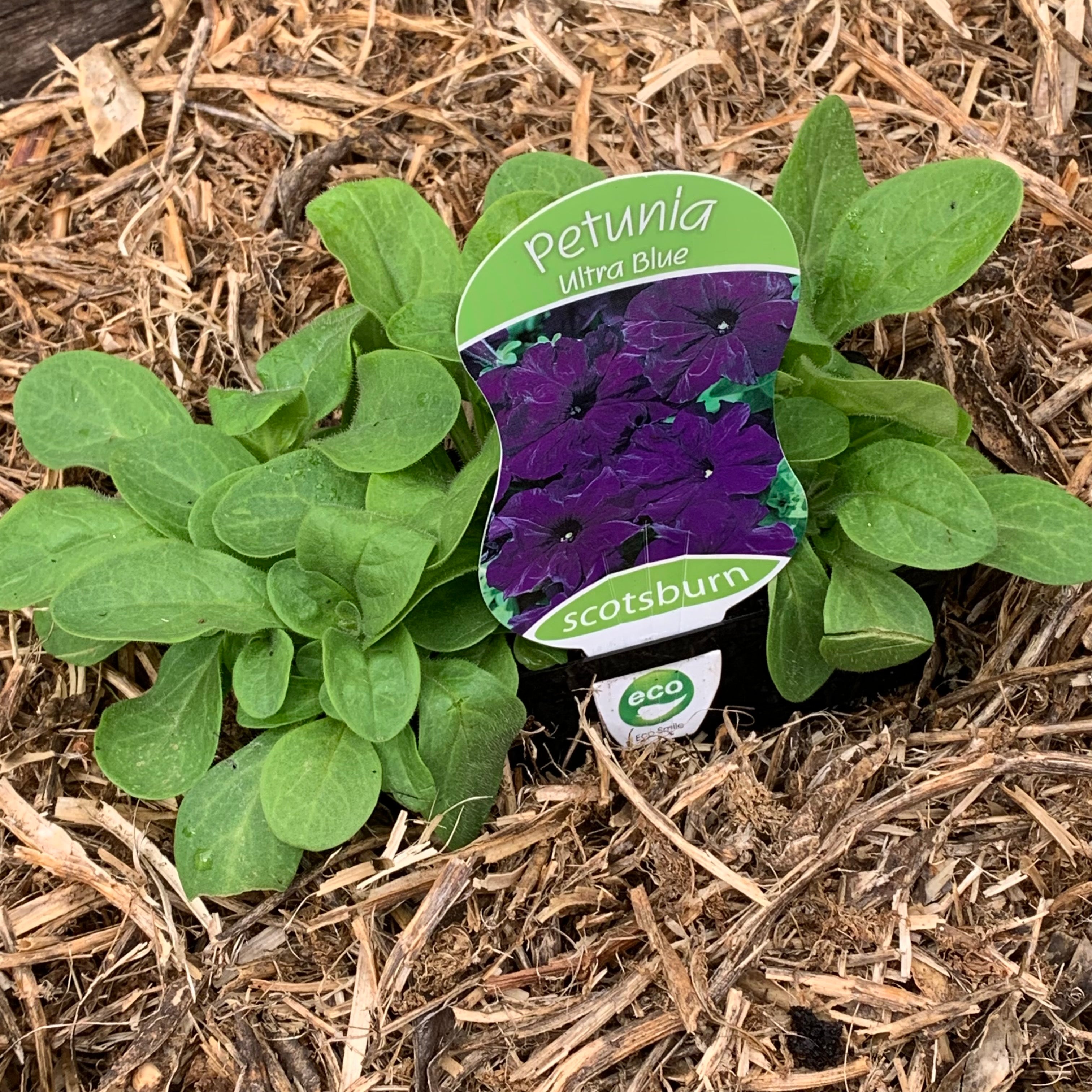 Petunia 'Ultra Blue' – Northcote Nursery