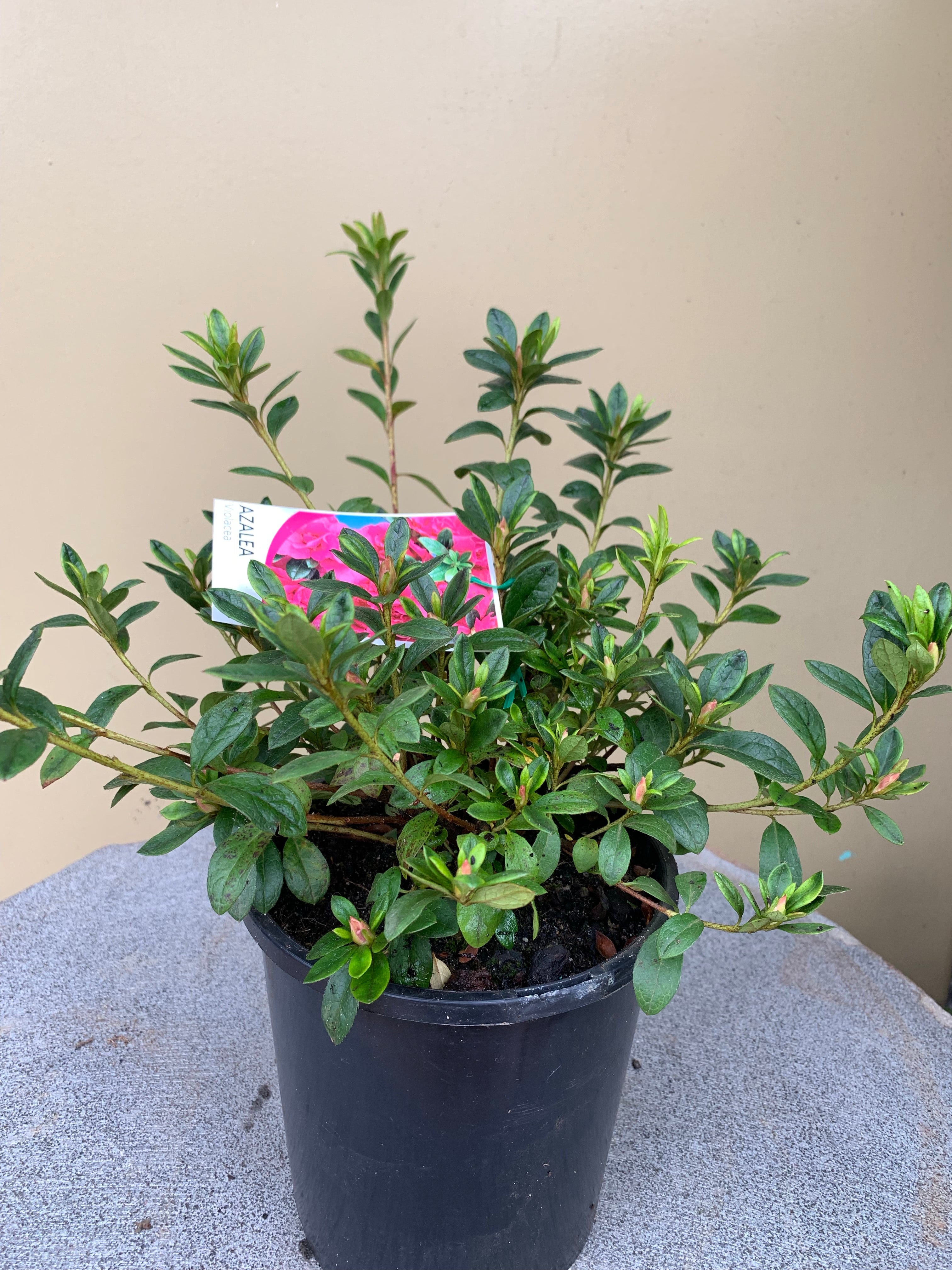 Azalea ‘Violacea’ – Northcote Nursery