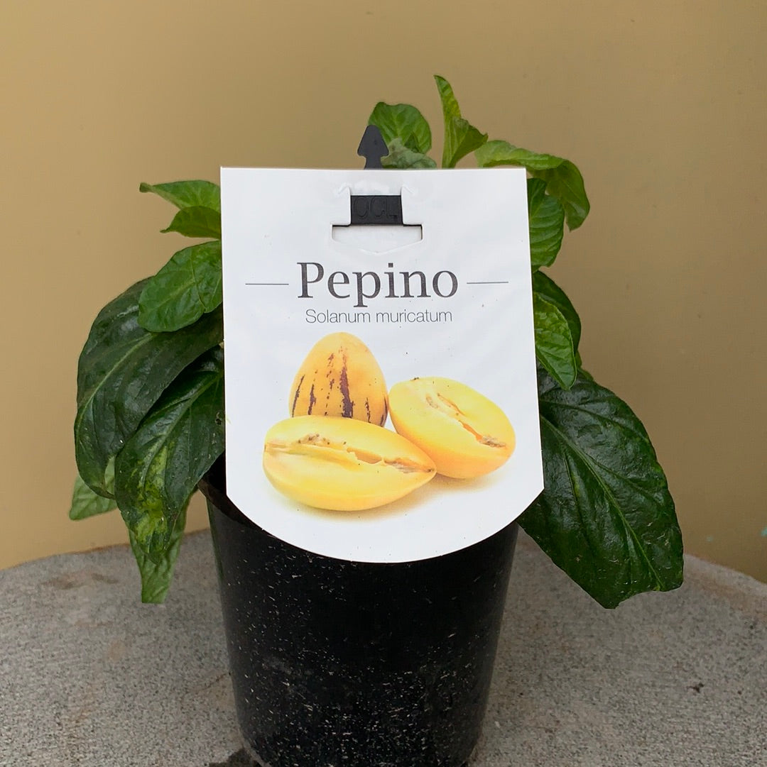 Pepino – Northcote Nursery