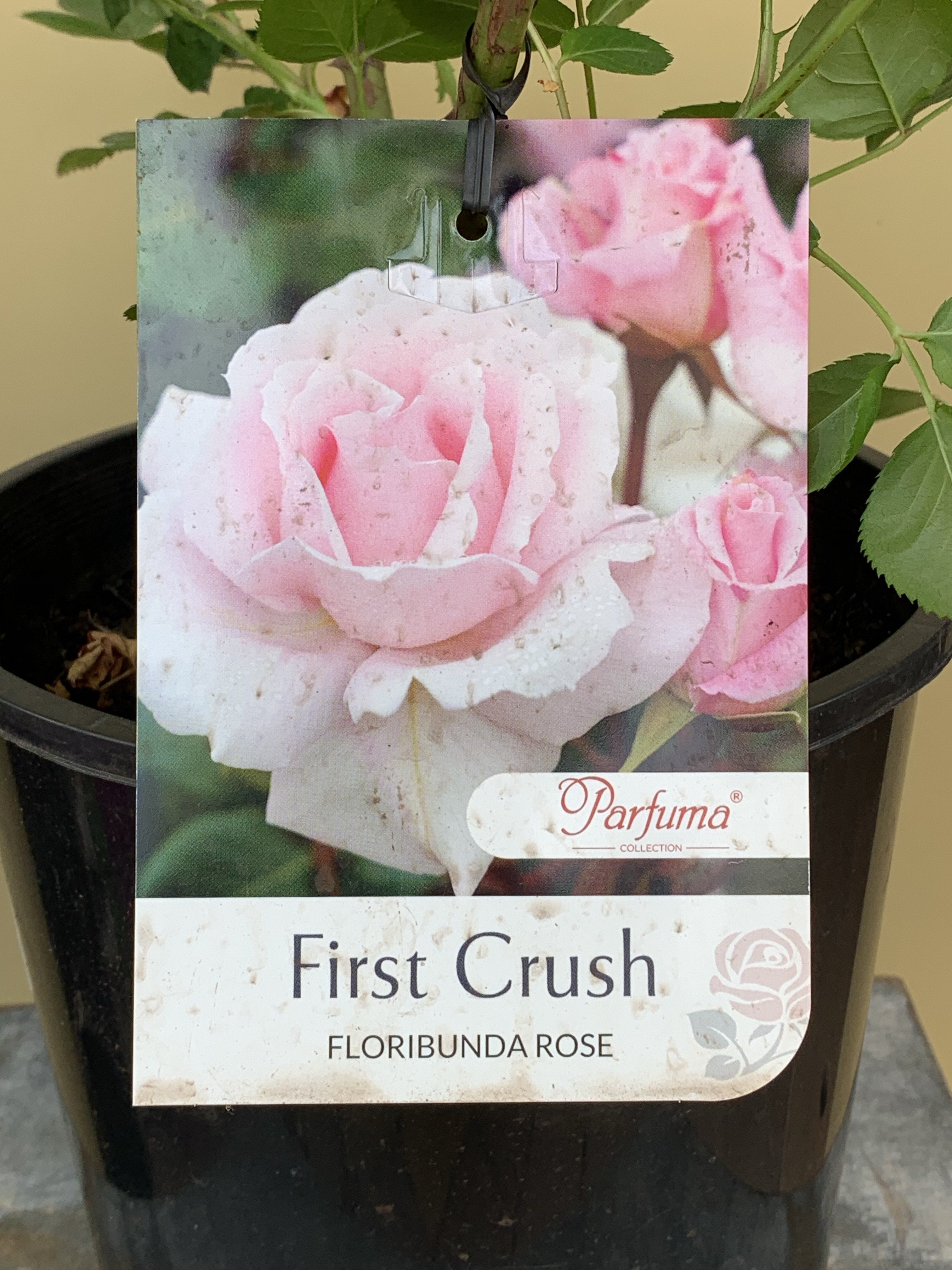 Rose - Floribunda 'First Crush’ – Northcote Nursery