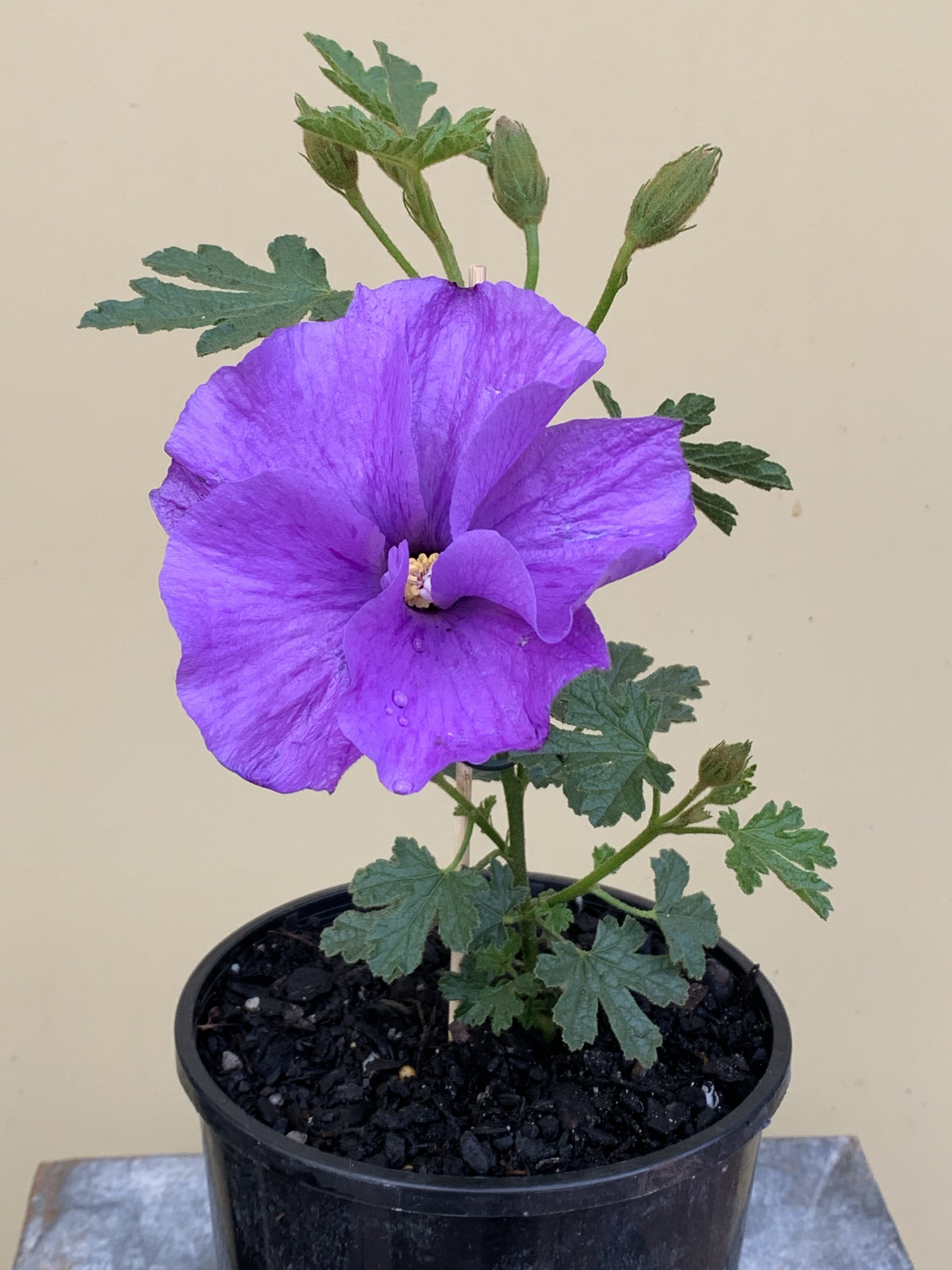 Alyogyne huegelii ‘West Coast Gem’ – Northcote Nursery