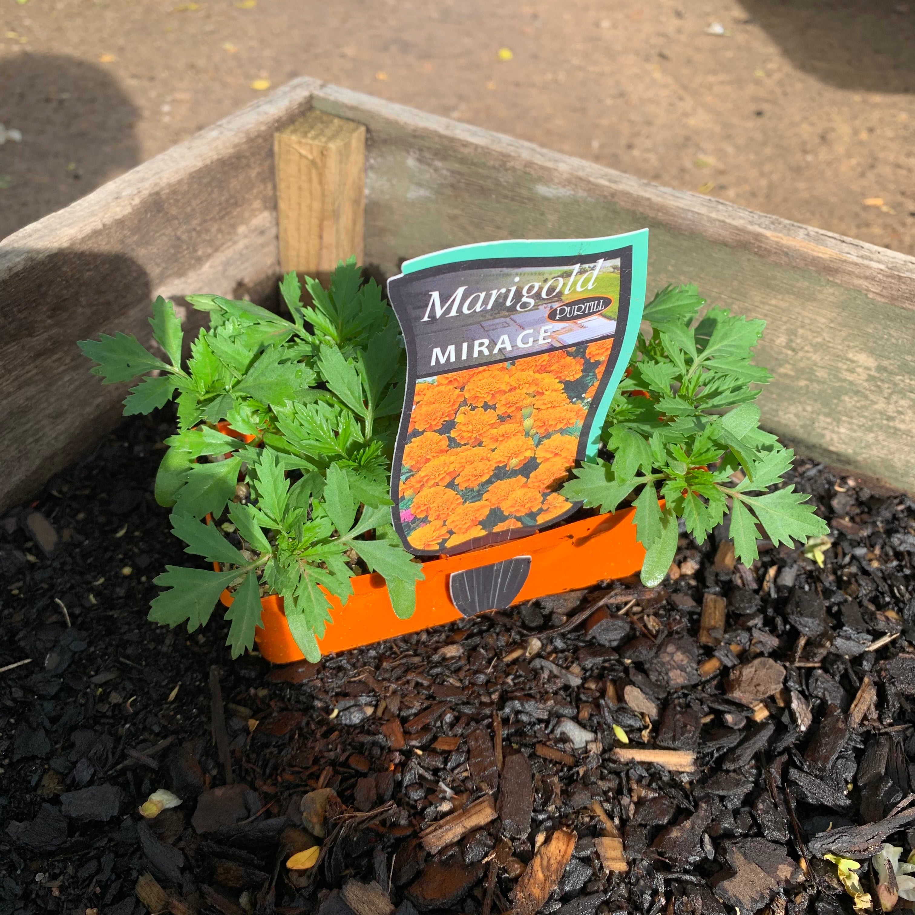 Marigold ‘Mirage’ – Northcote Nursery