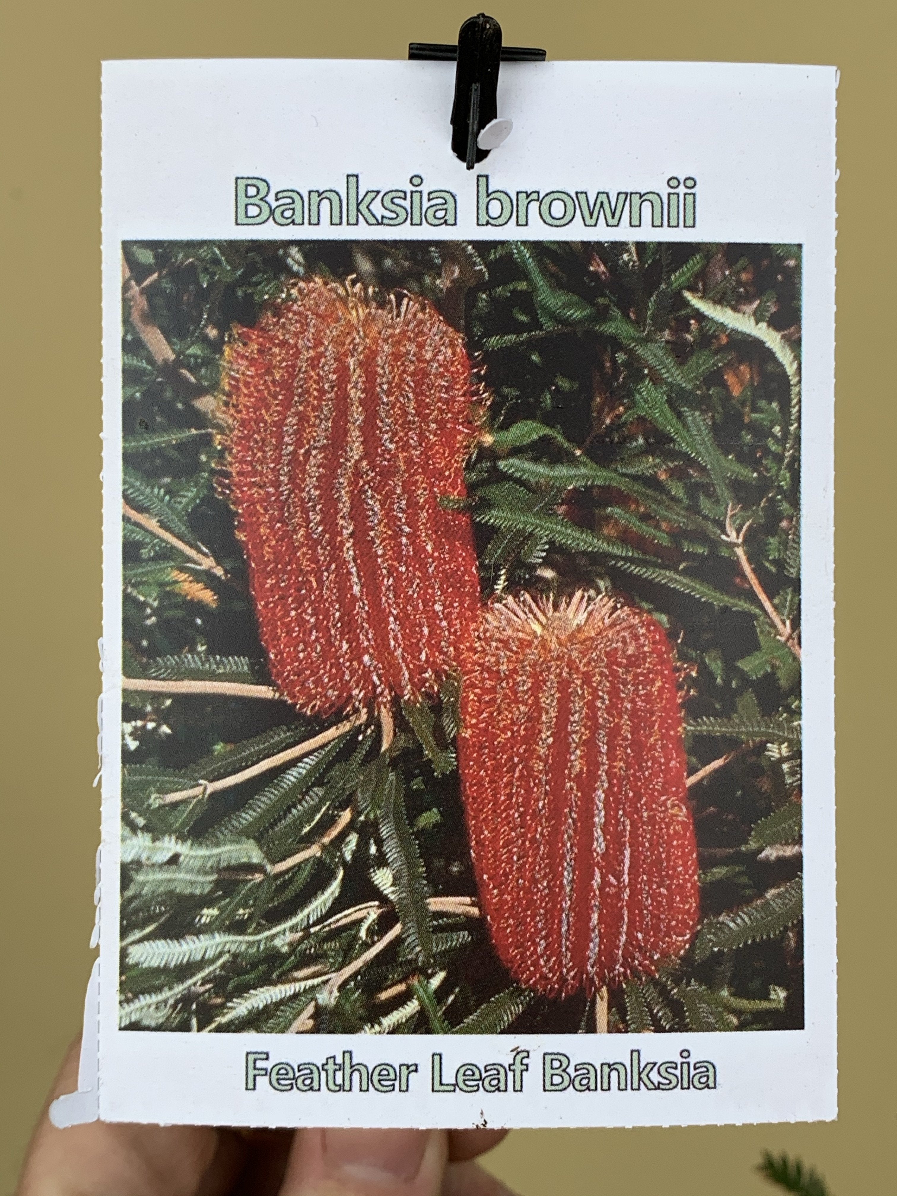 Banksia brownii – Northcote Nursery