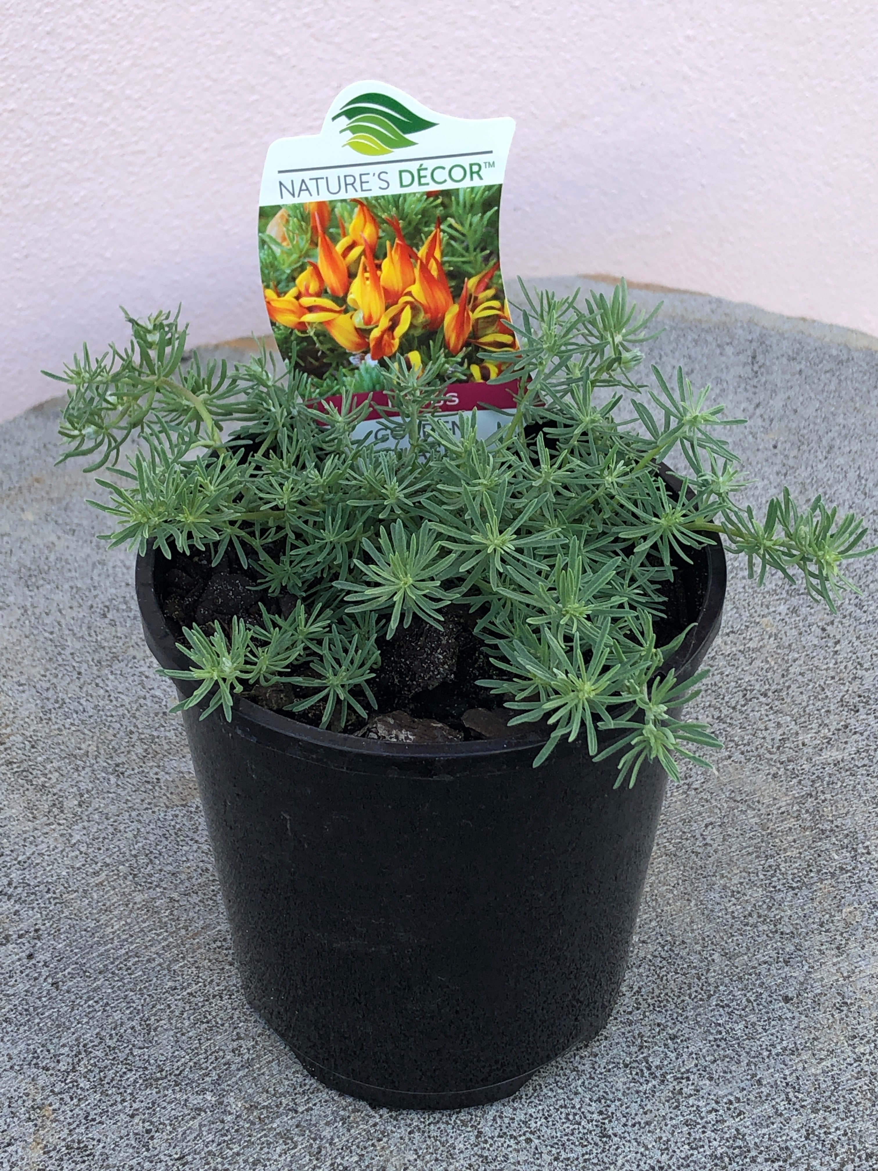 Lotus ‘Golden Flash’ – Northcote Nursery