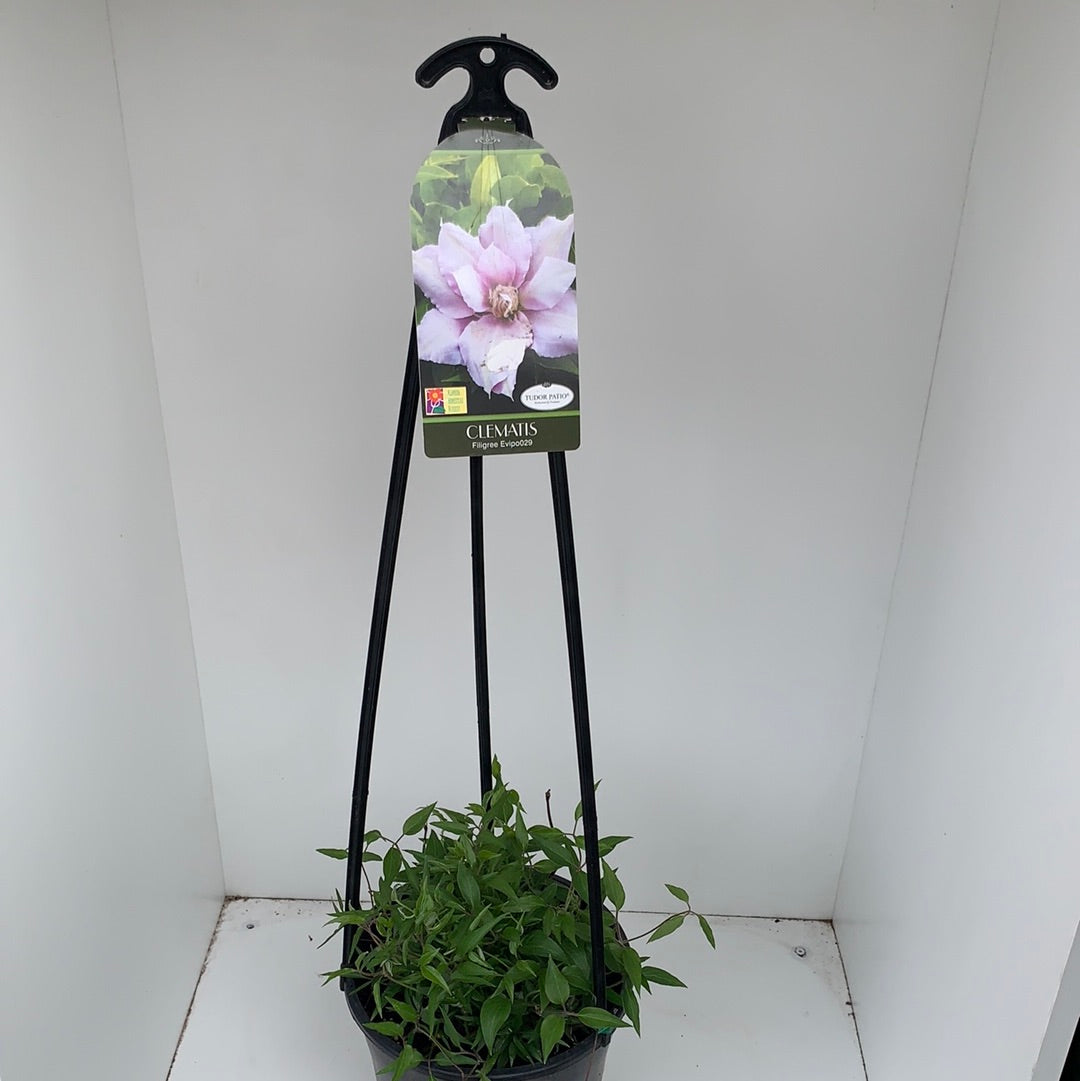 Clematis ‘Filigree’ – Northcote Nursery