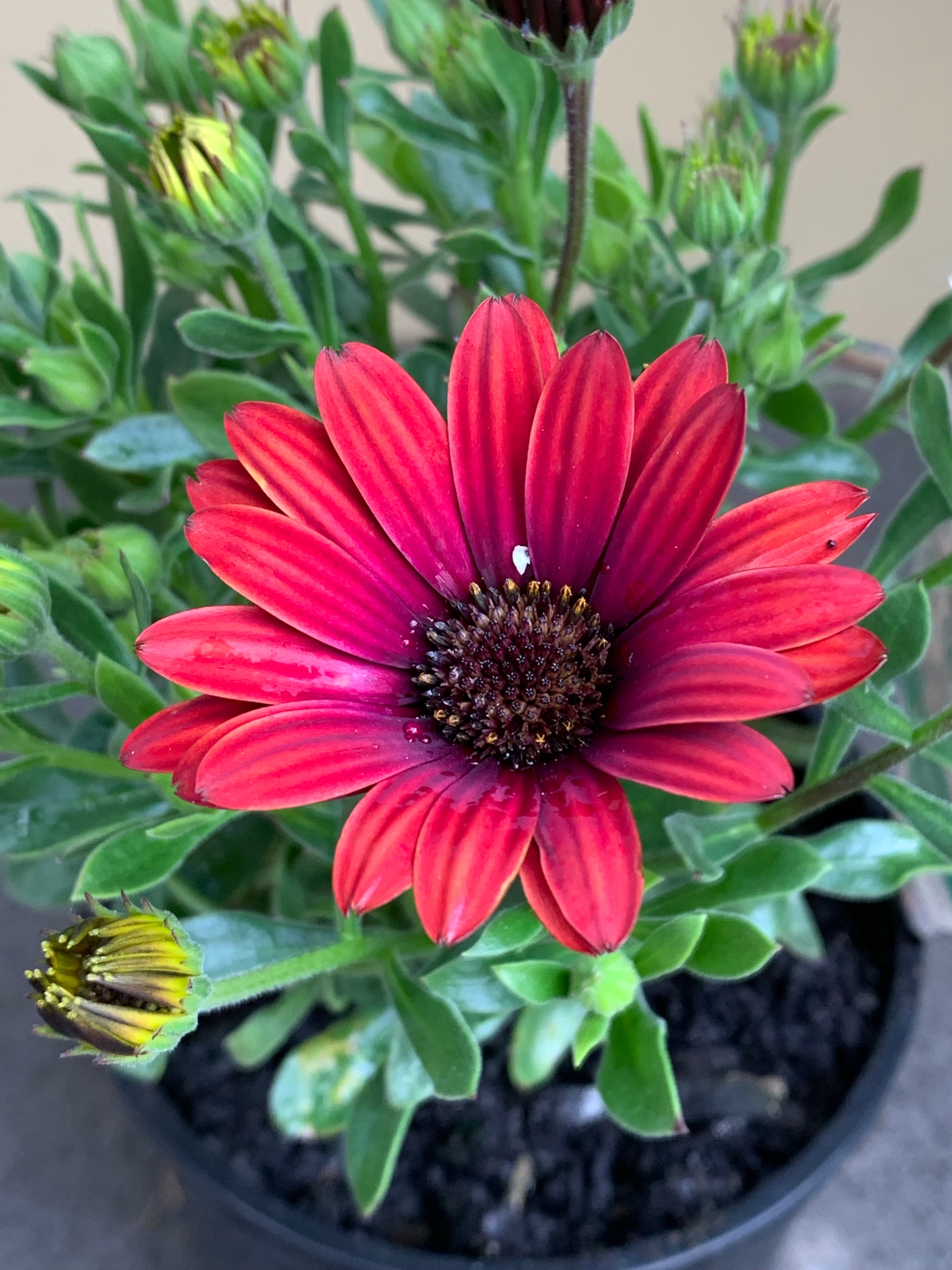 Osteospermum ‘Zion Red’ – Northcote Nursery