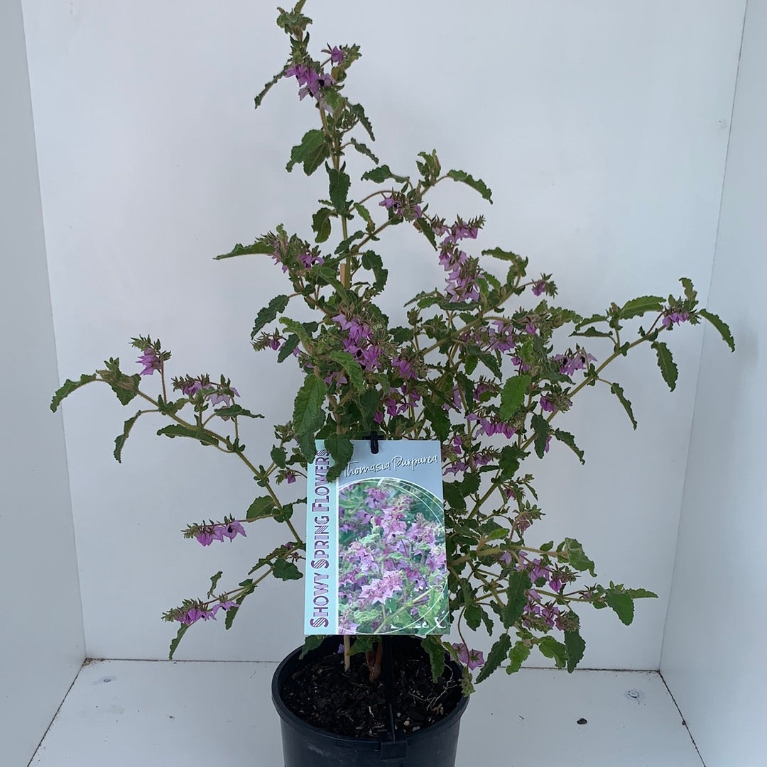 Thomasia purpurea – Northcote Nursery