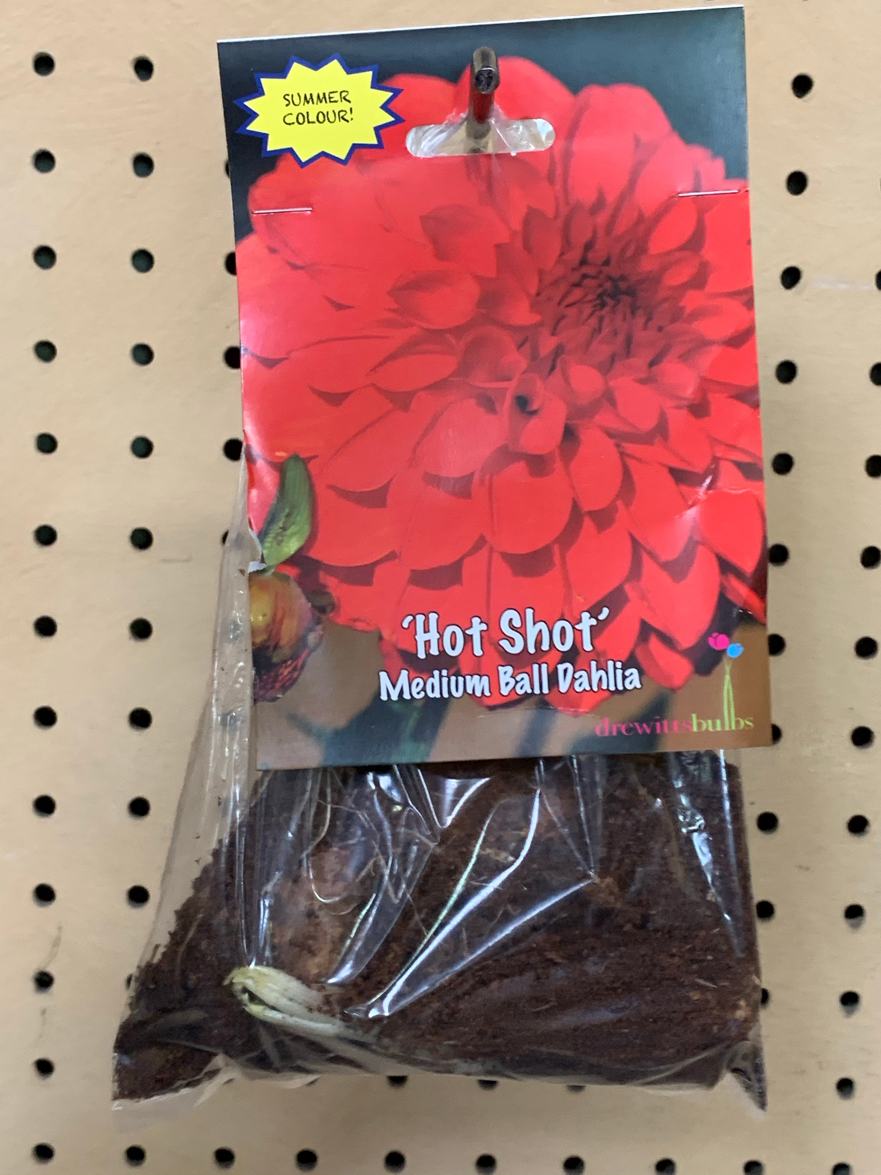 Dahlia ‘Hot Shot’ – Northcote Nursery