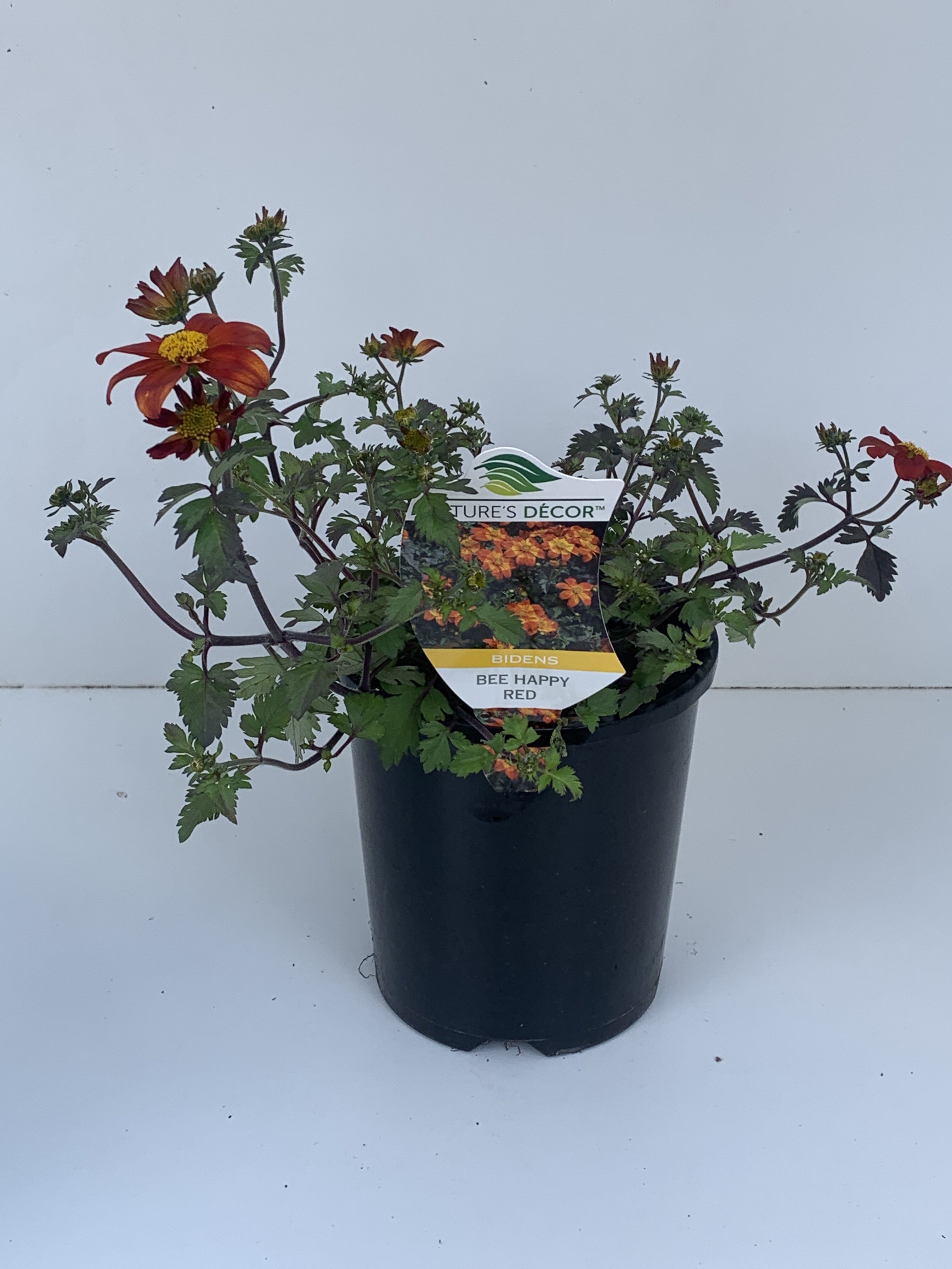 Bidens ‘Bee Happy Red’ – Northcote Nursery