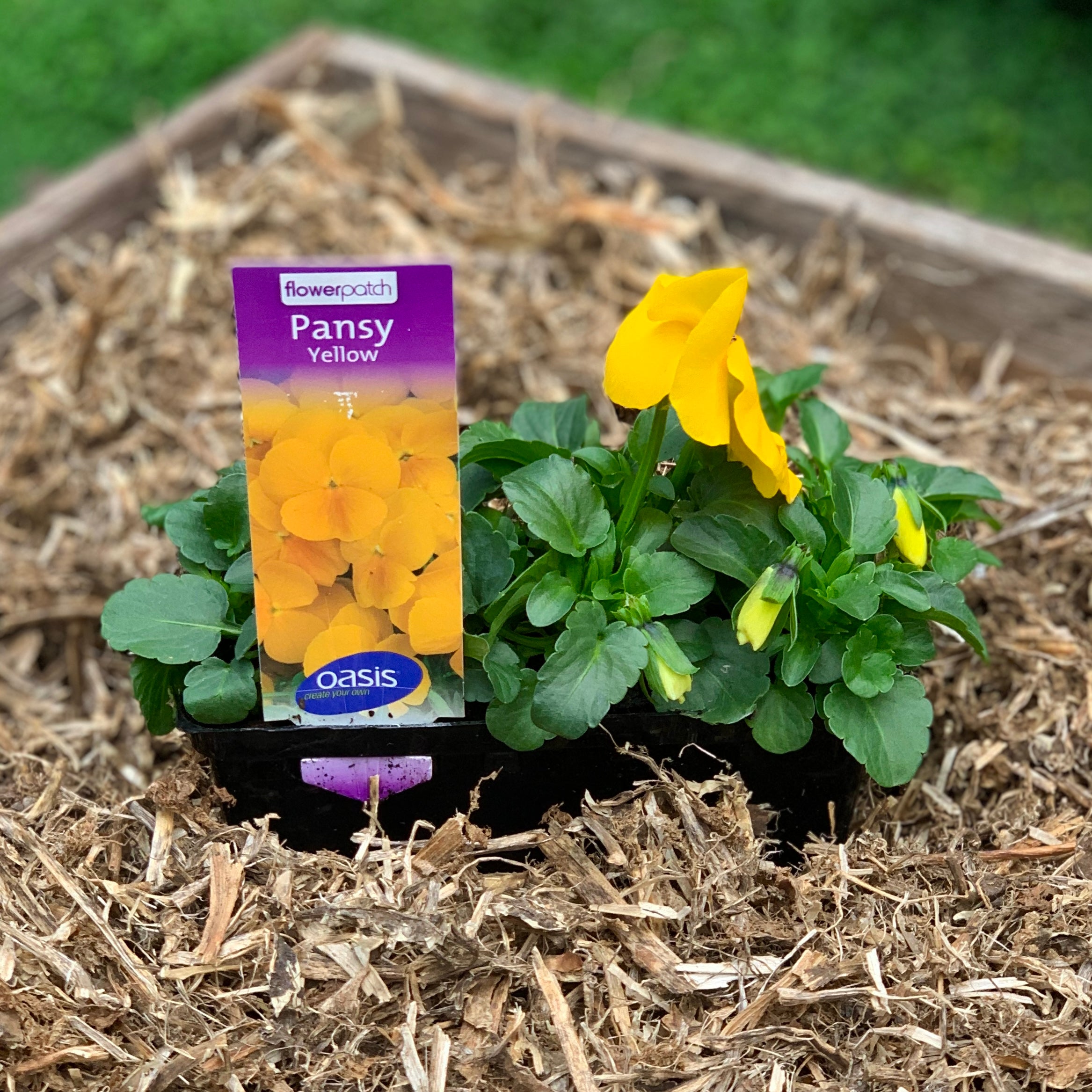 Pansy 'Yellow' – Northcote Nursery