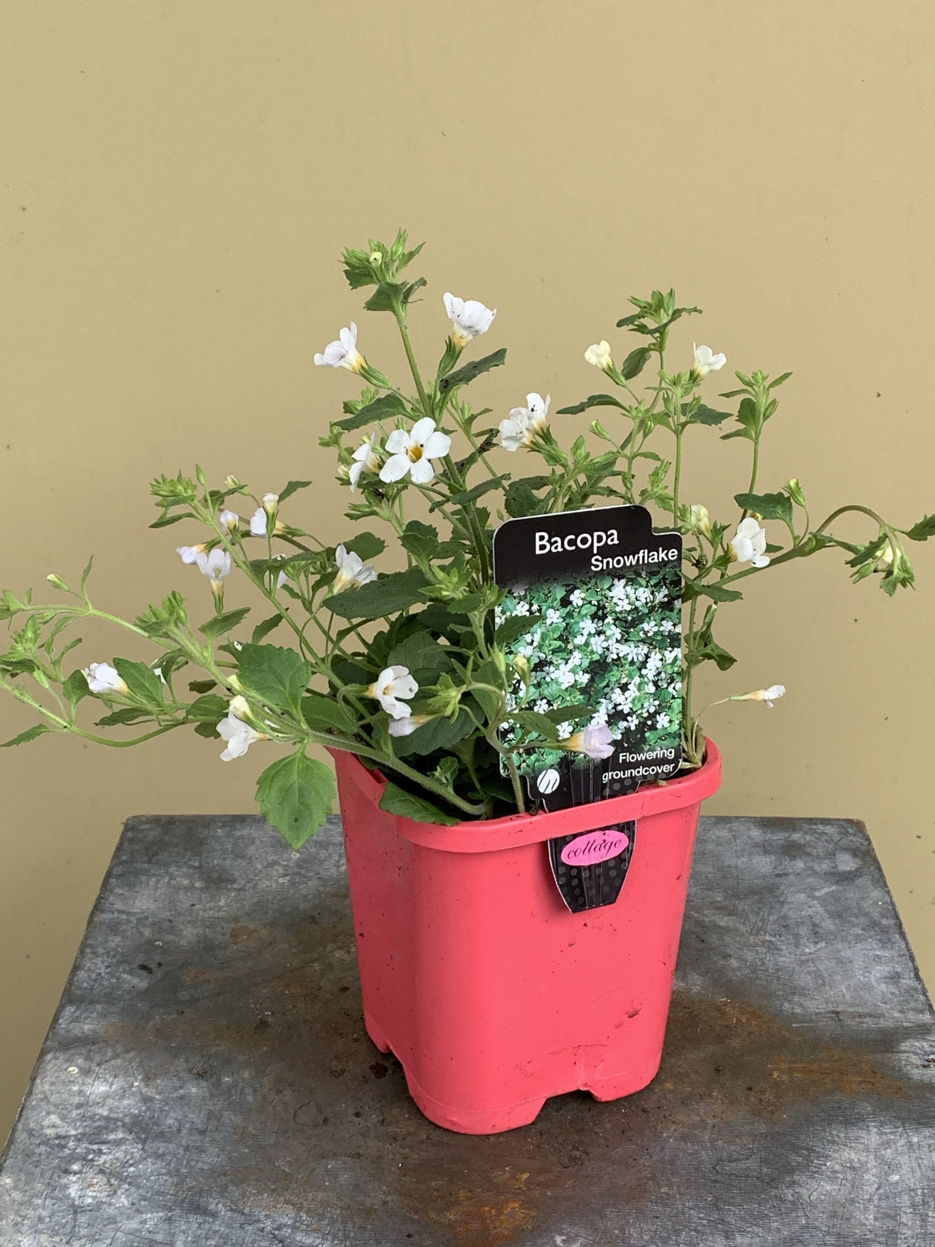Bacopa ‘Snowflake’ – Northcote Nursery
