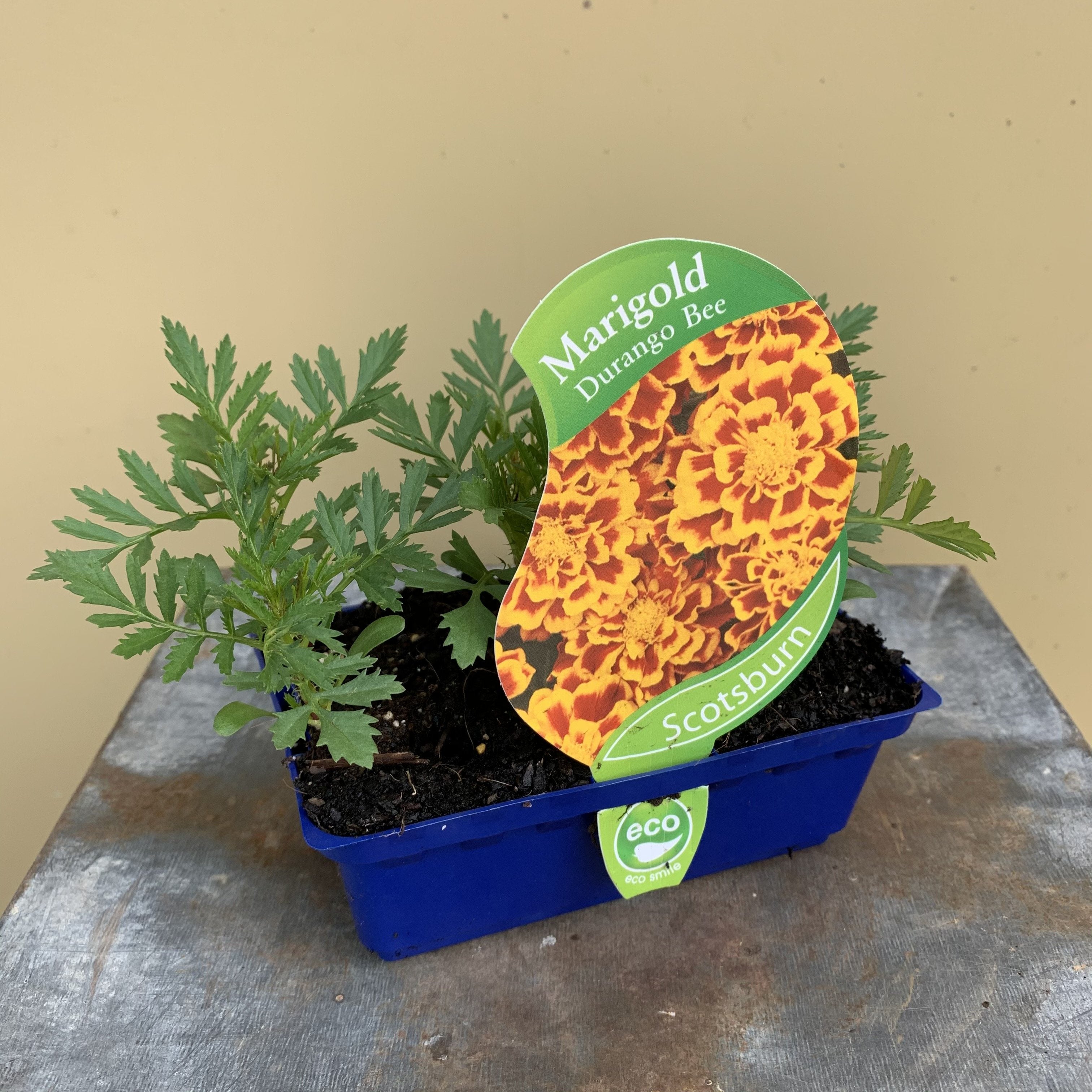 Marigold ‘Durango Bee’ – Northcote Nursery