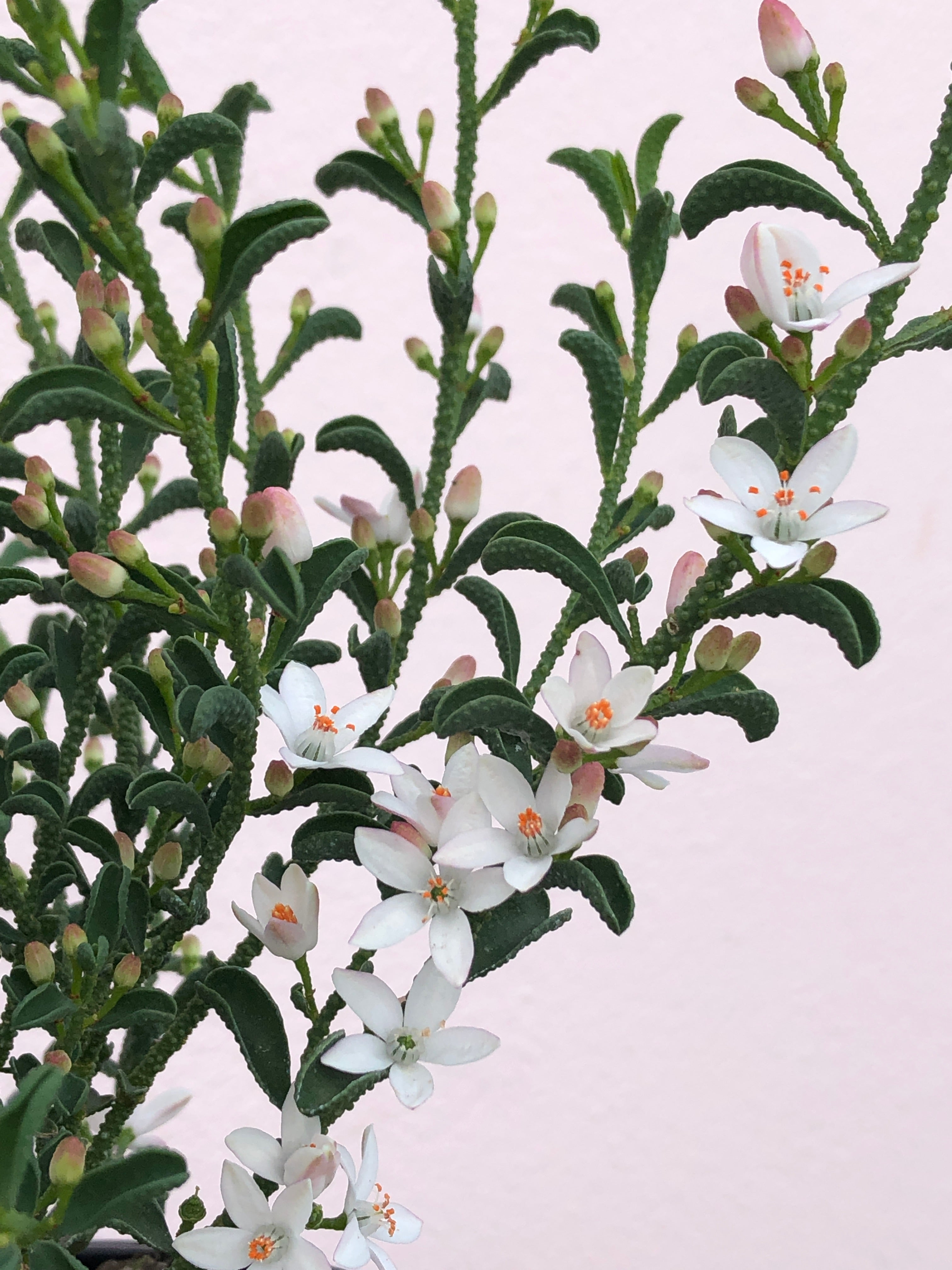 Philotheca ‘Flower Girl’ – Northcote Nursery