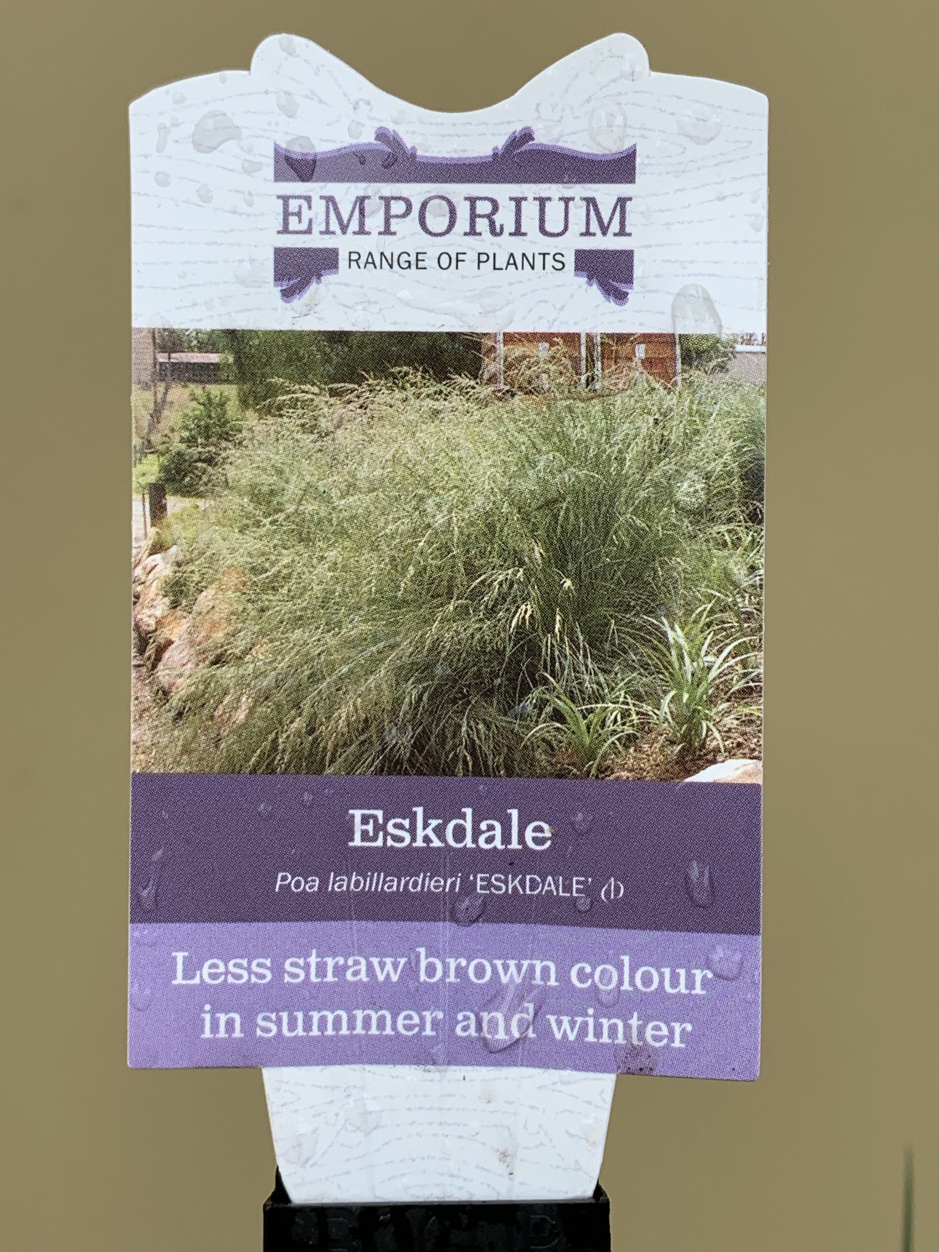 Poa labillardieri ‘Eskdale’ – Northcote Nursery