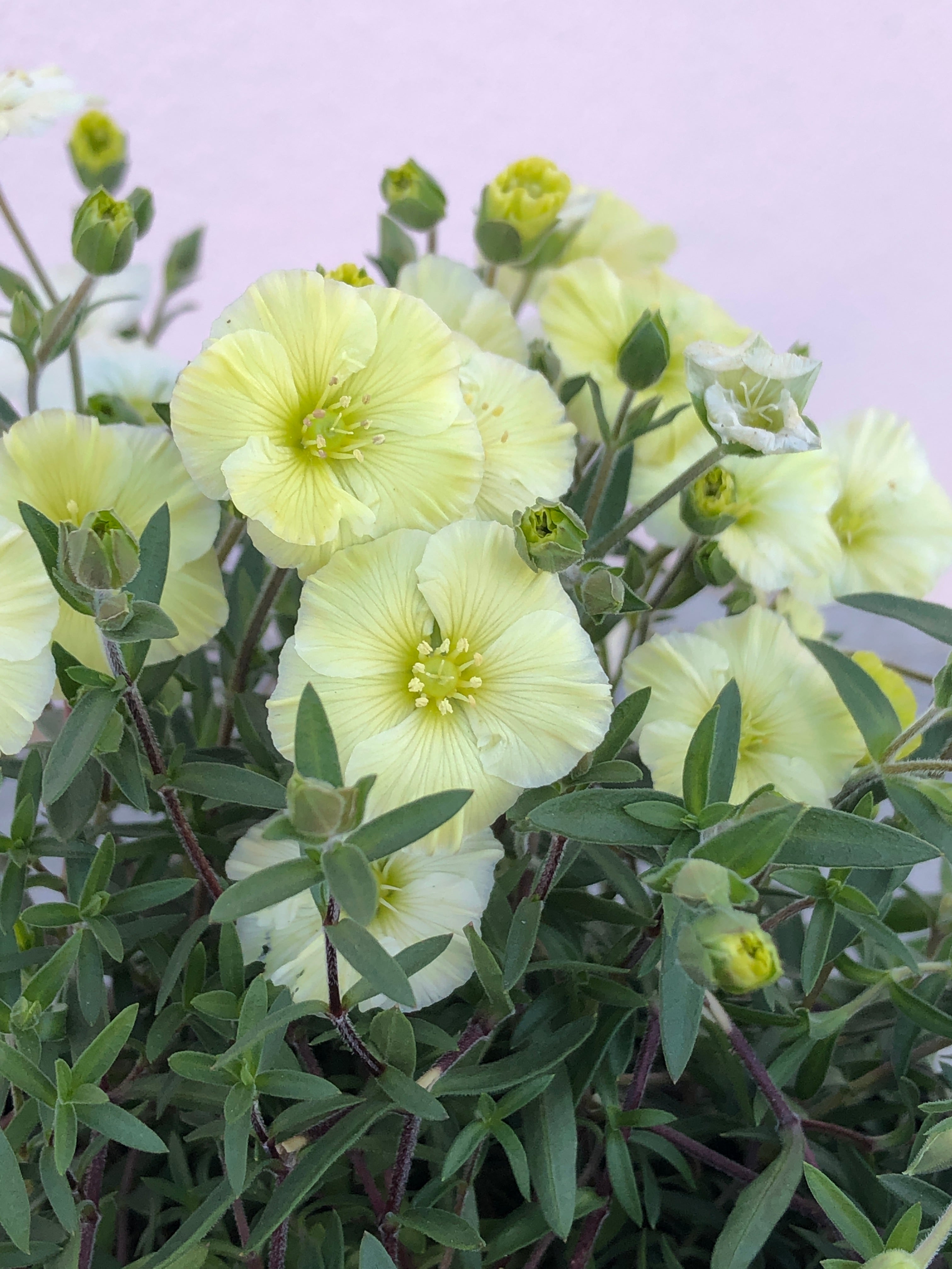 Arenaria ‘Summer Lemon’ – Northcote Nursery