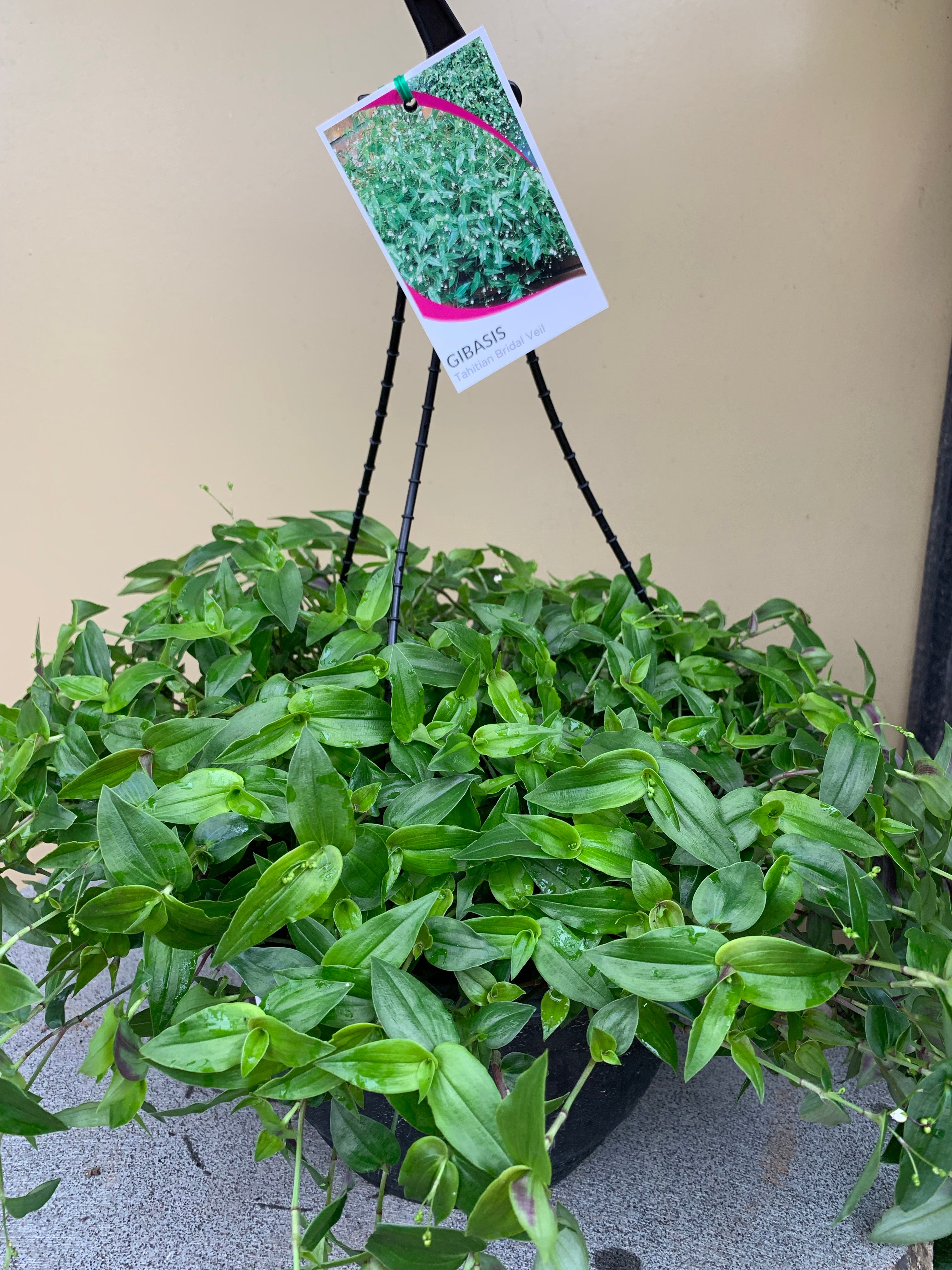 Gibasis geniculata 'Tahitian Bridal Veil' – Northcote Nursery
