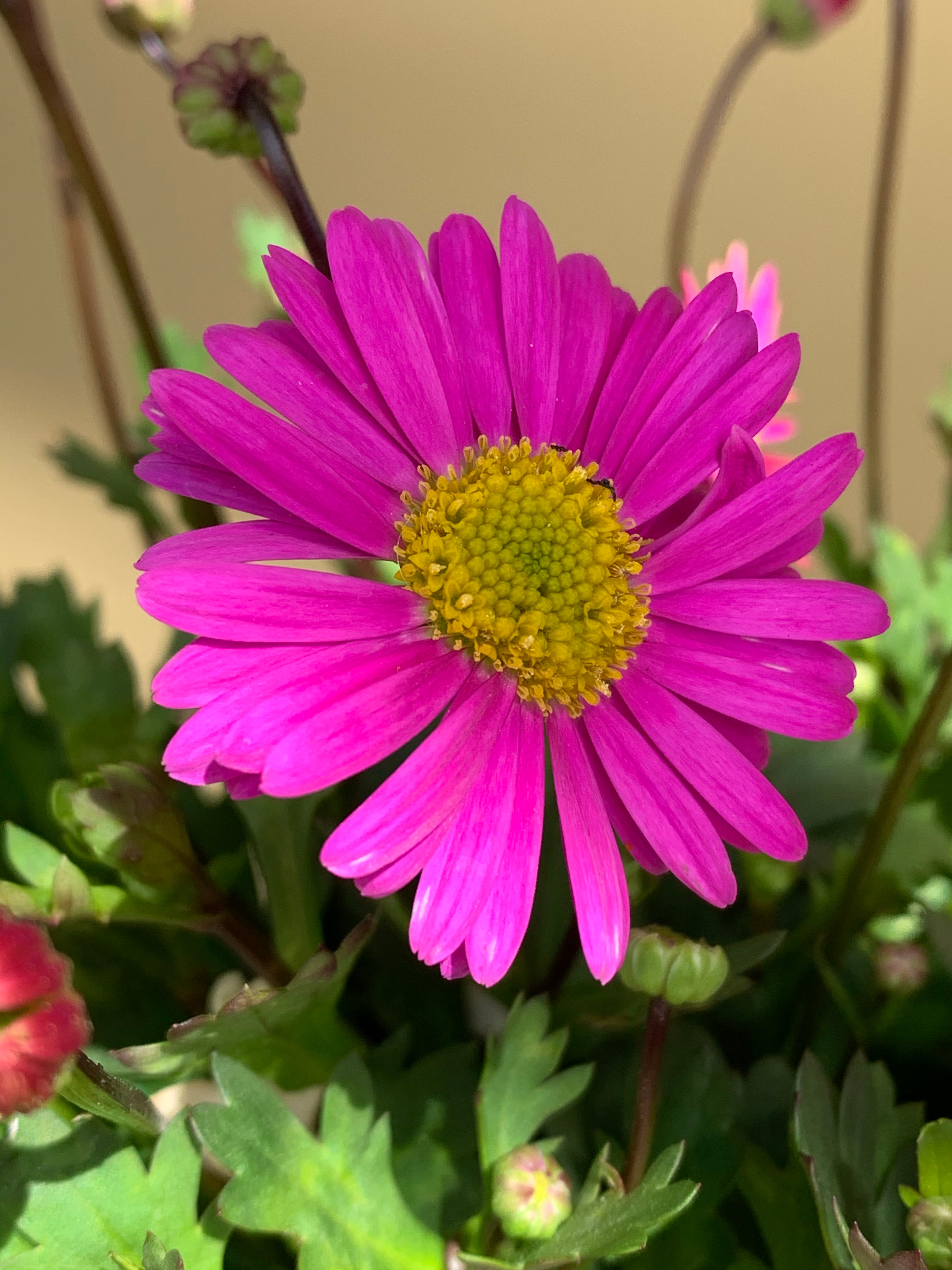 Brachyscome ‘Fresco Candy’ – Northcote Nursery