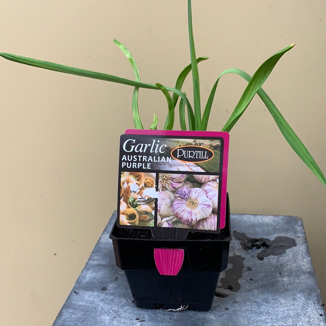 Garlic 'Australian Purple' – Northcote Nursery