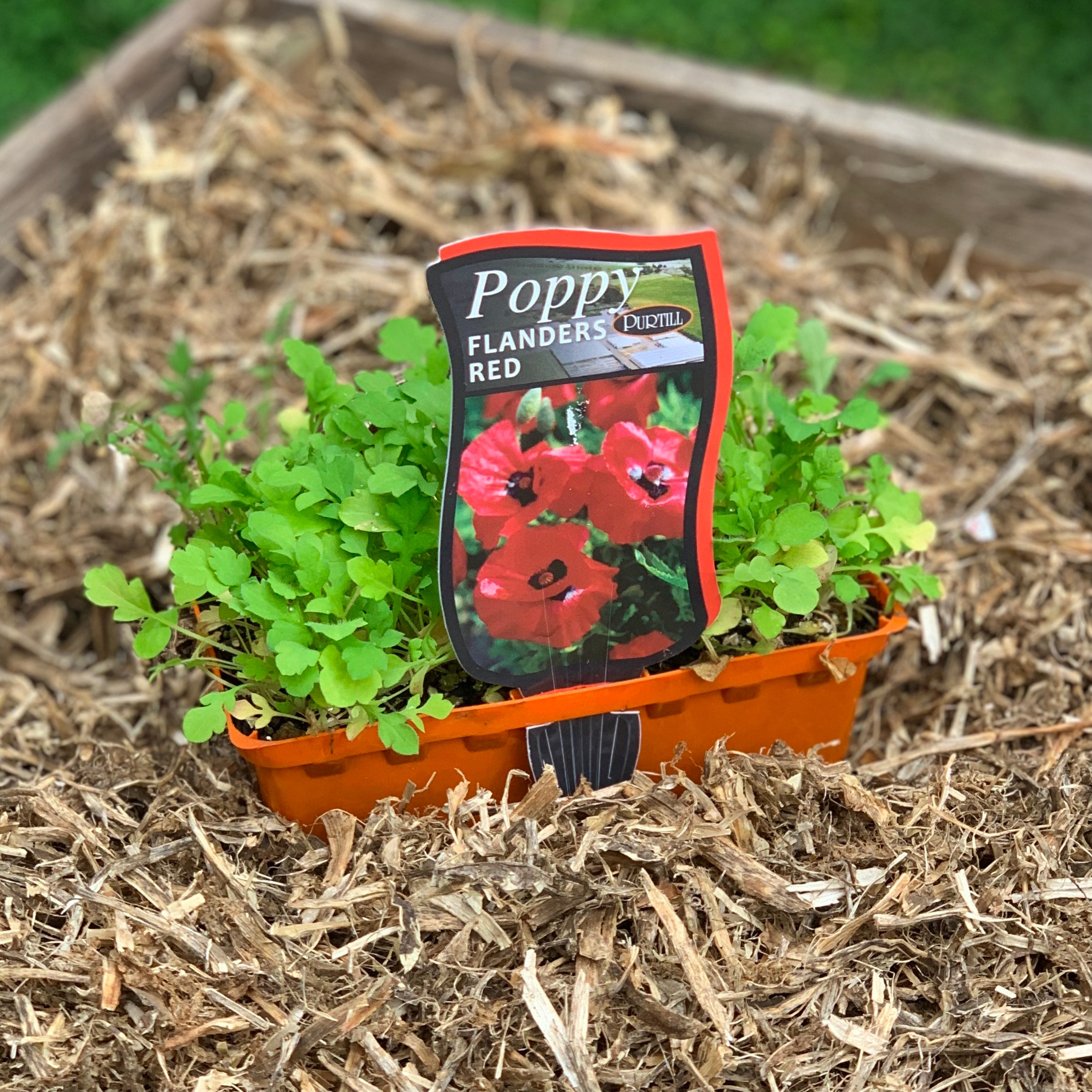Poppy 'Flanders Red' – Northcote Nursery