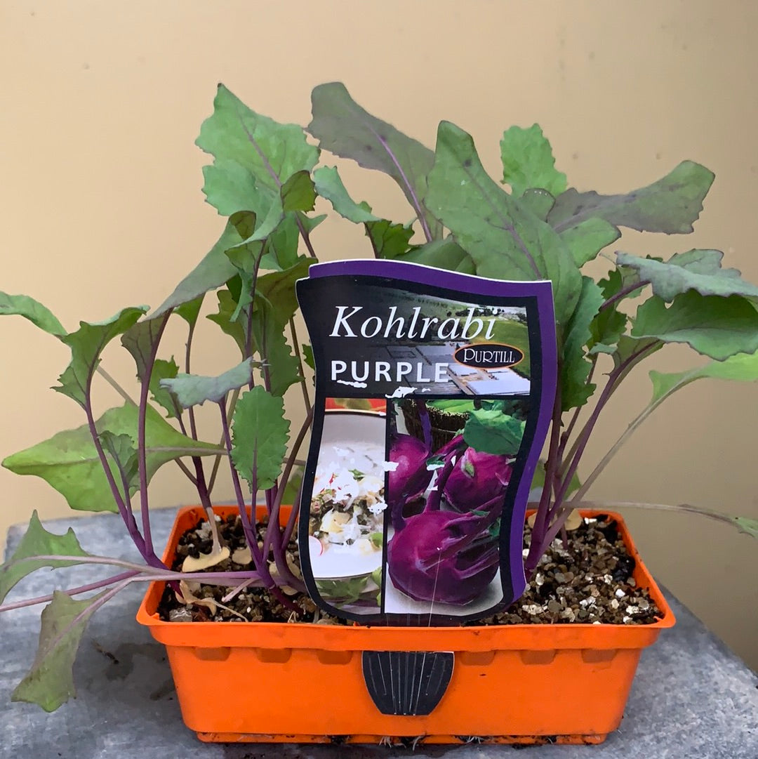 Kohlrabi ‘Purple’ – Northcote Nursery