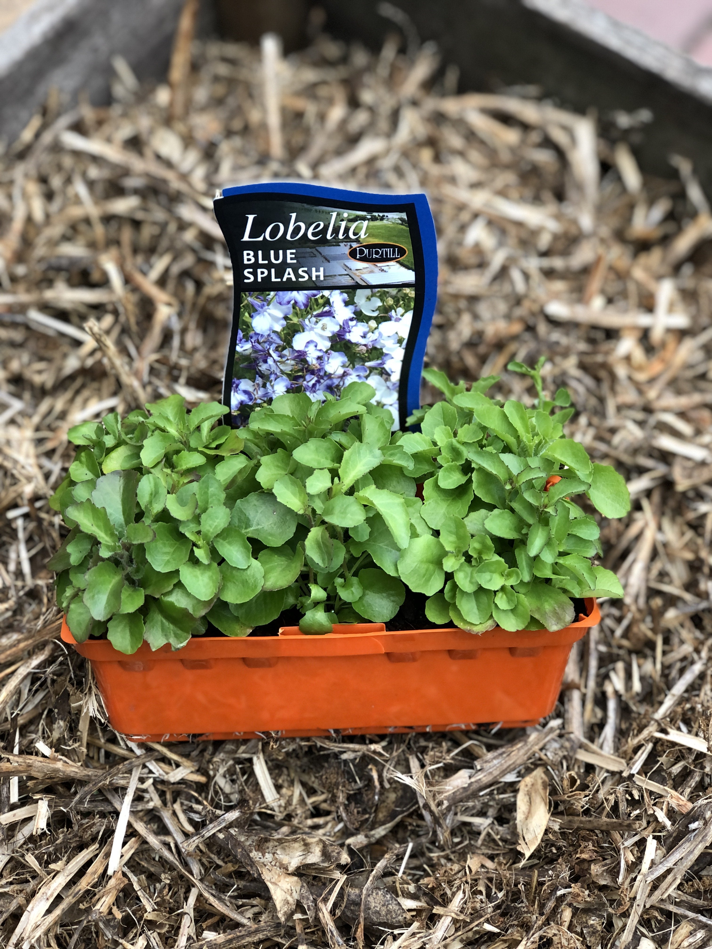 Lobelia 'Blue Splash' – Northcote Nursery