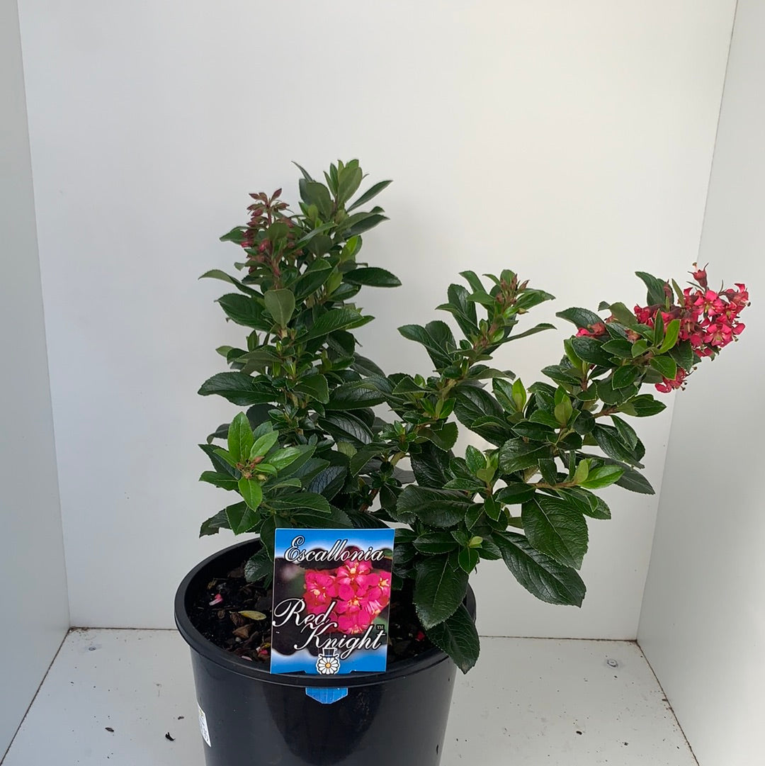 Escallonia ‘Red Knight’ – Northcote Nursery