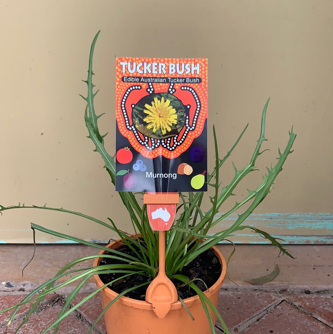 Murnong ‘Yam Daisy’ – Northcote Nursery