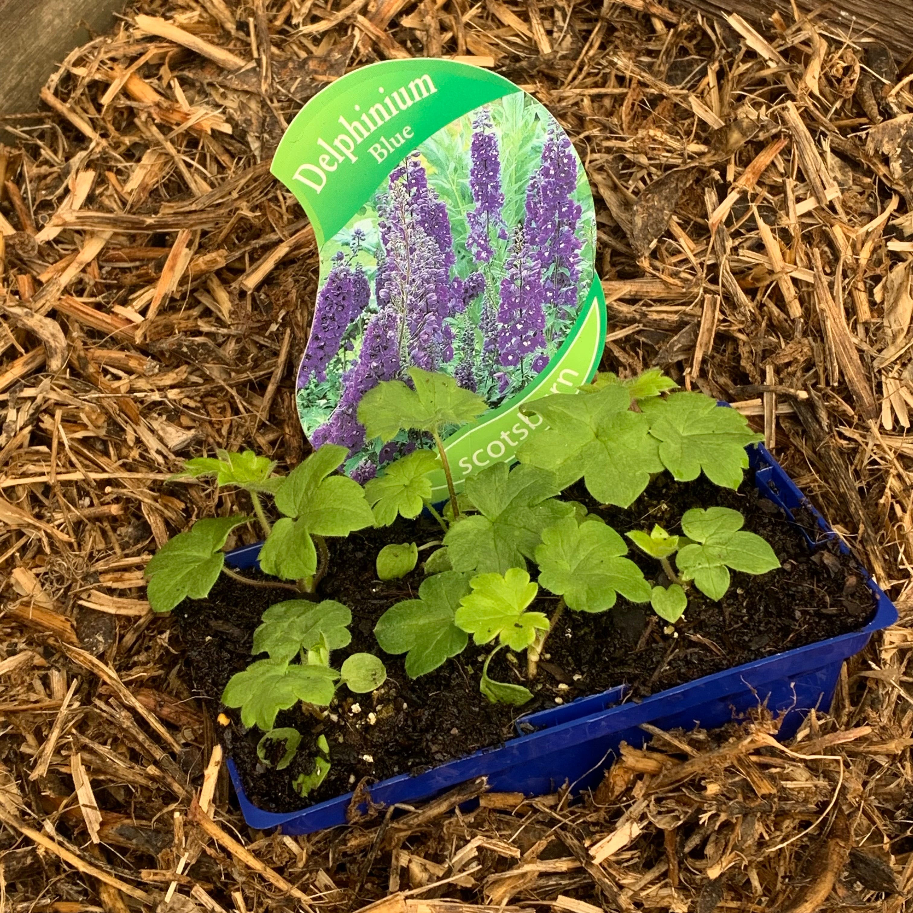 Delphinium ‘Blue’ – Northcote Nursery
