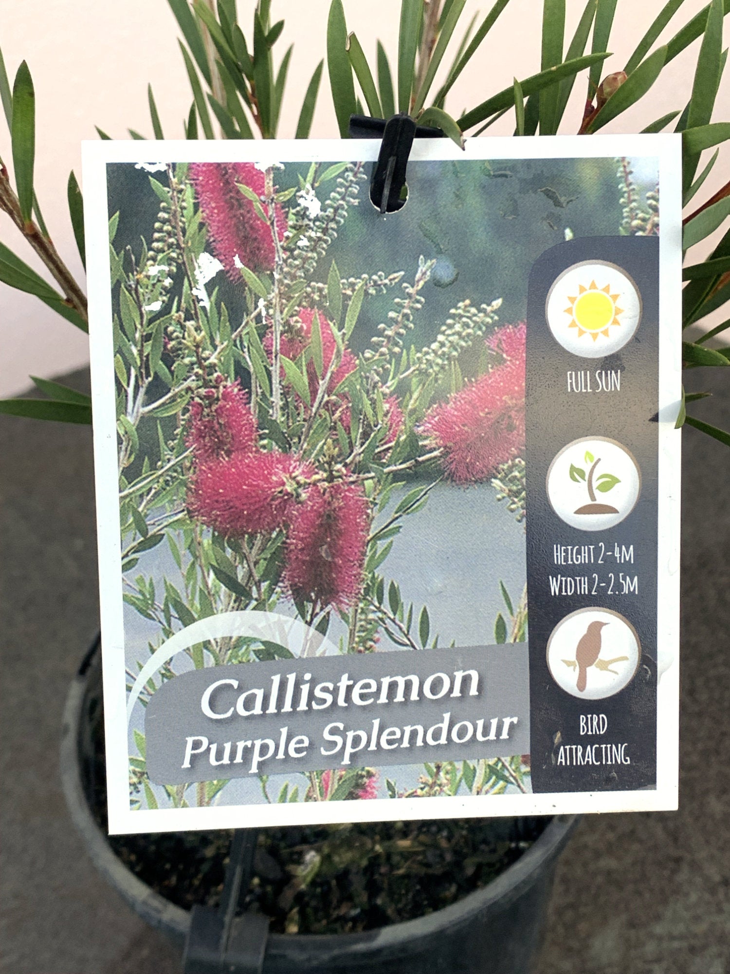 Callistemon ‘Purple Splendour’ – Northcote Nursery
