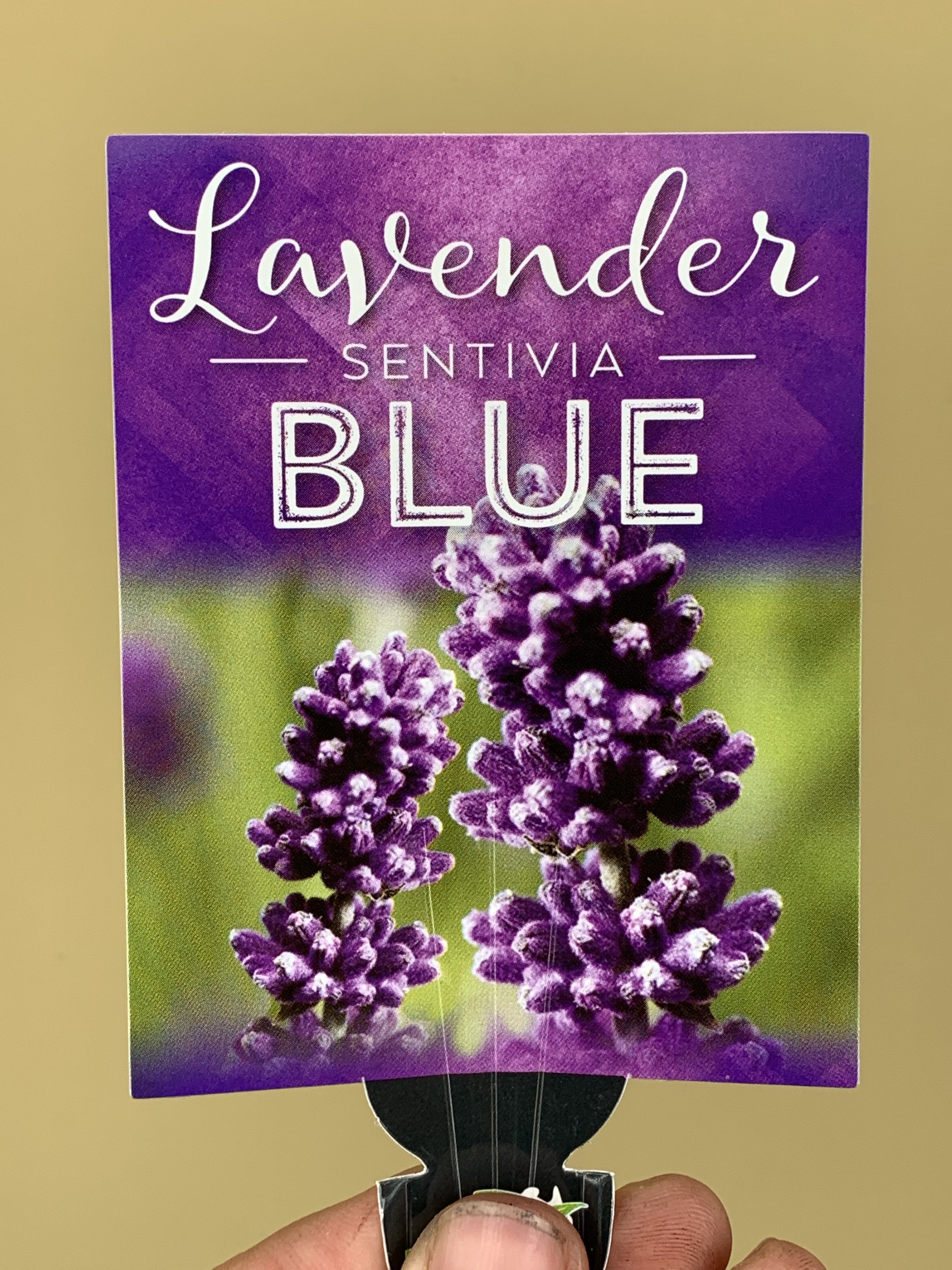 Lavender 'Sentivia Blue’ – Northcote Nursery
