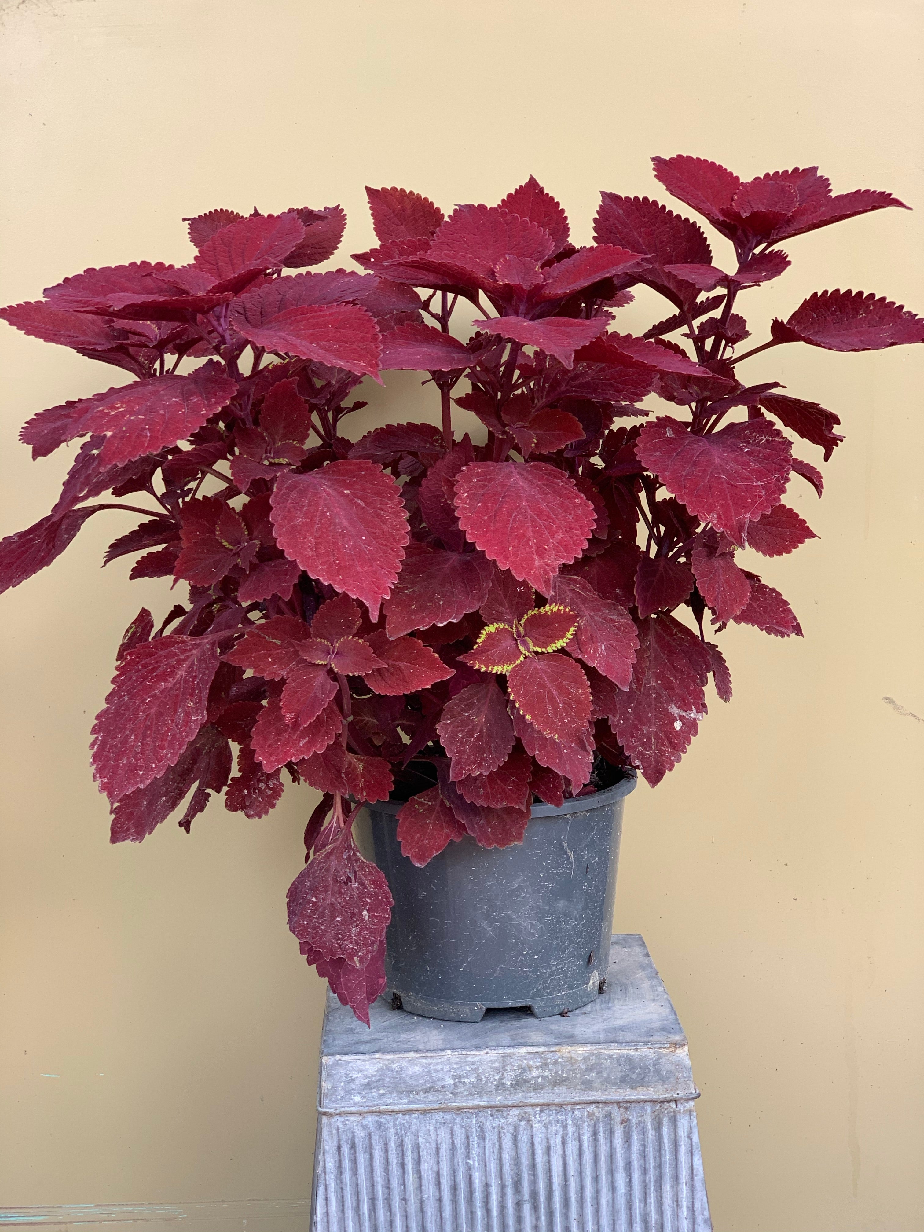 Coleus ‘Ruby Slipper’ – Northcote Nursery