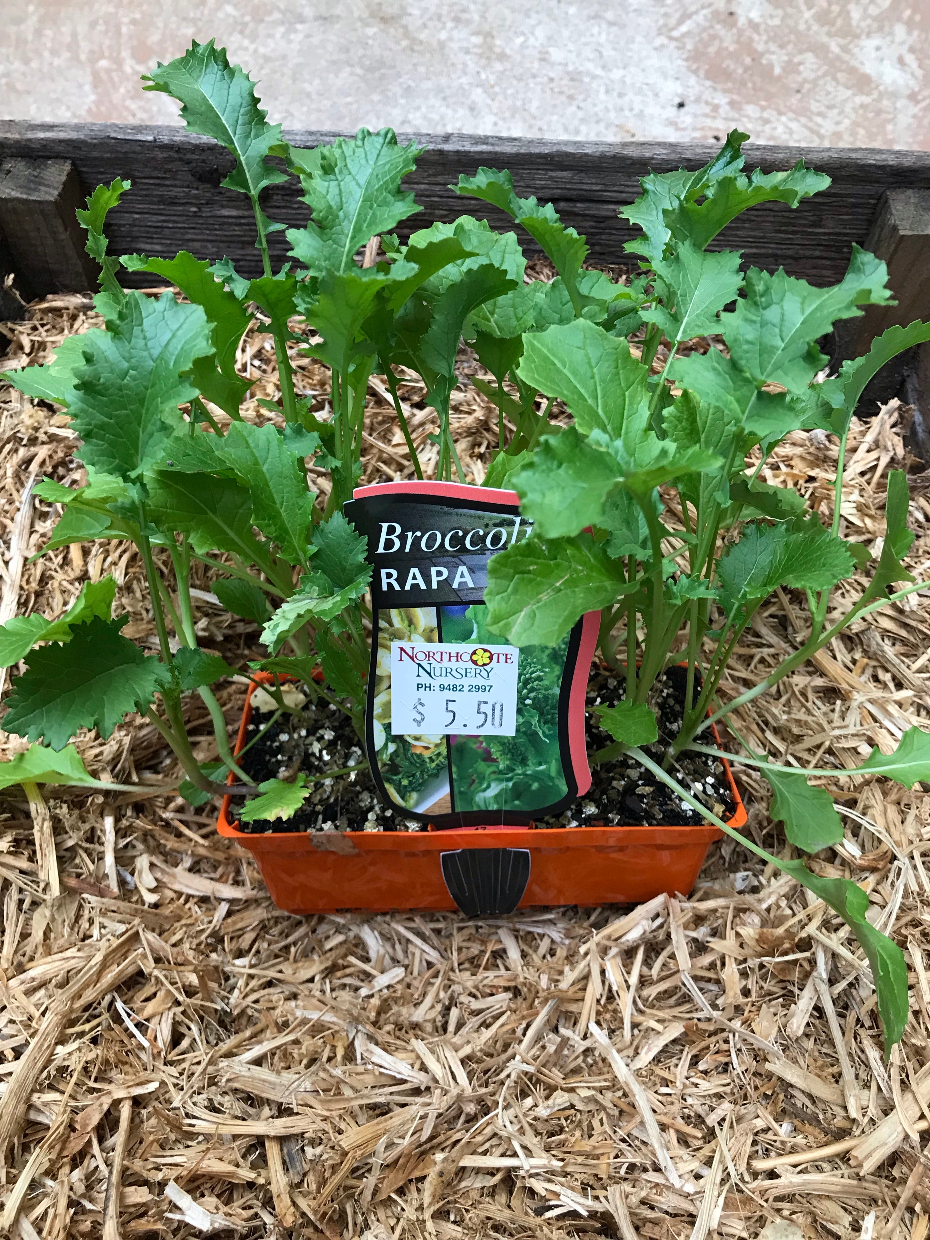 Broccoli ‘Rapa’ – Northcote Nursery