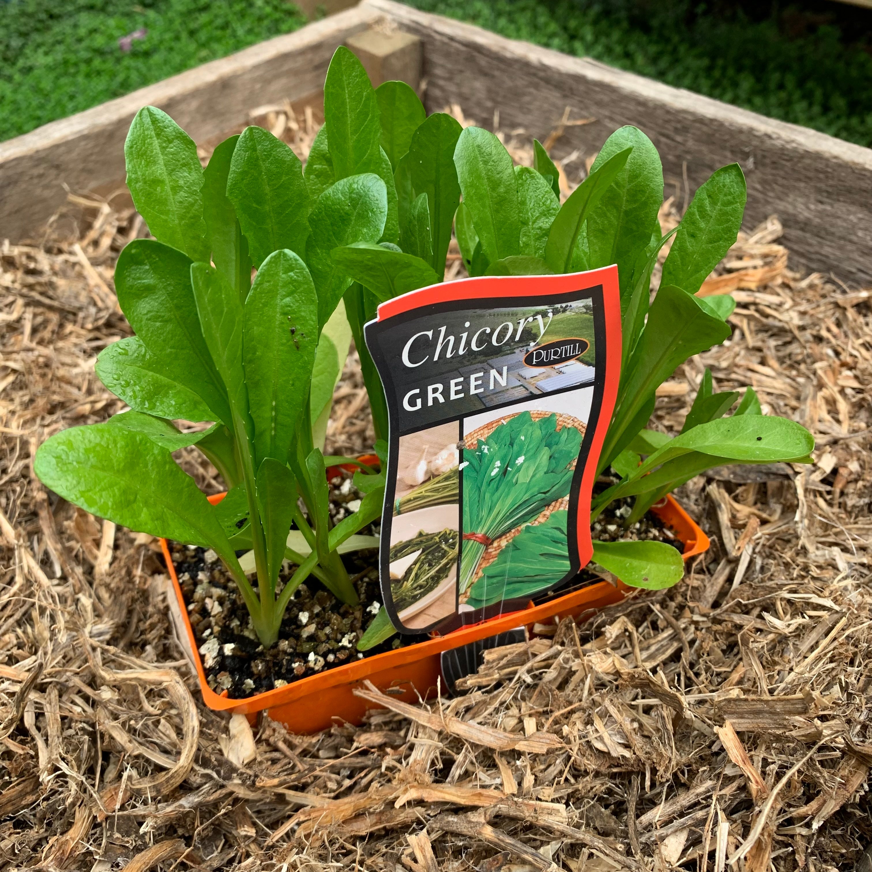 Chicory ‘Green’ – Northcote Nursery