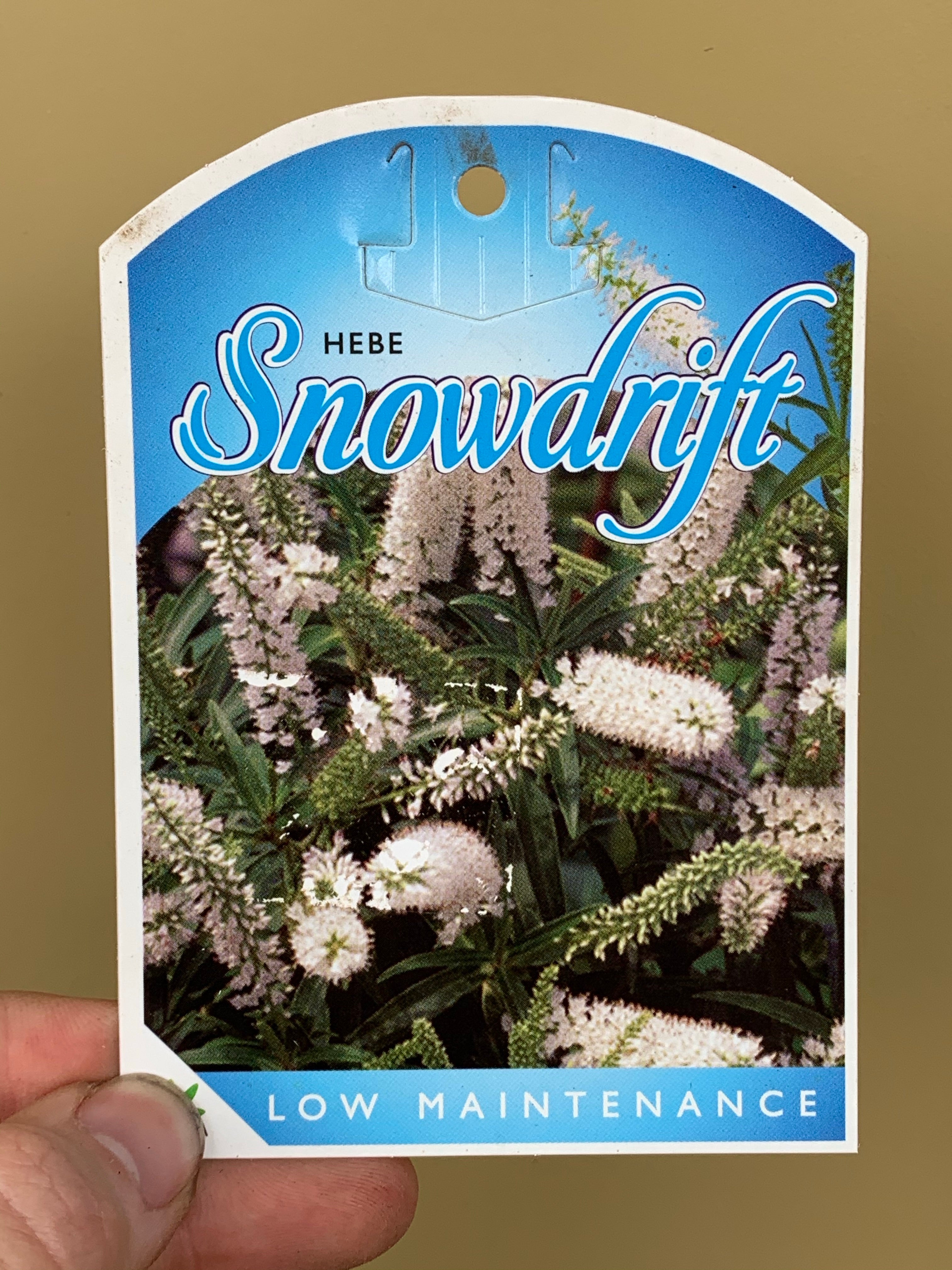 Hebe ‘Snowdrift’ – Northcote Nursery