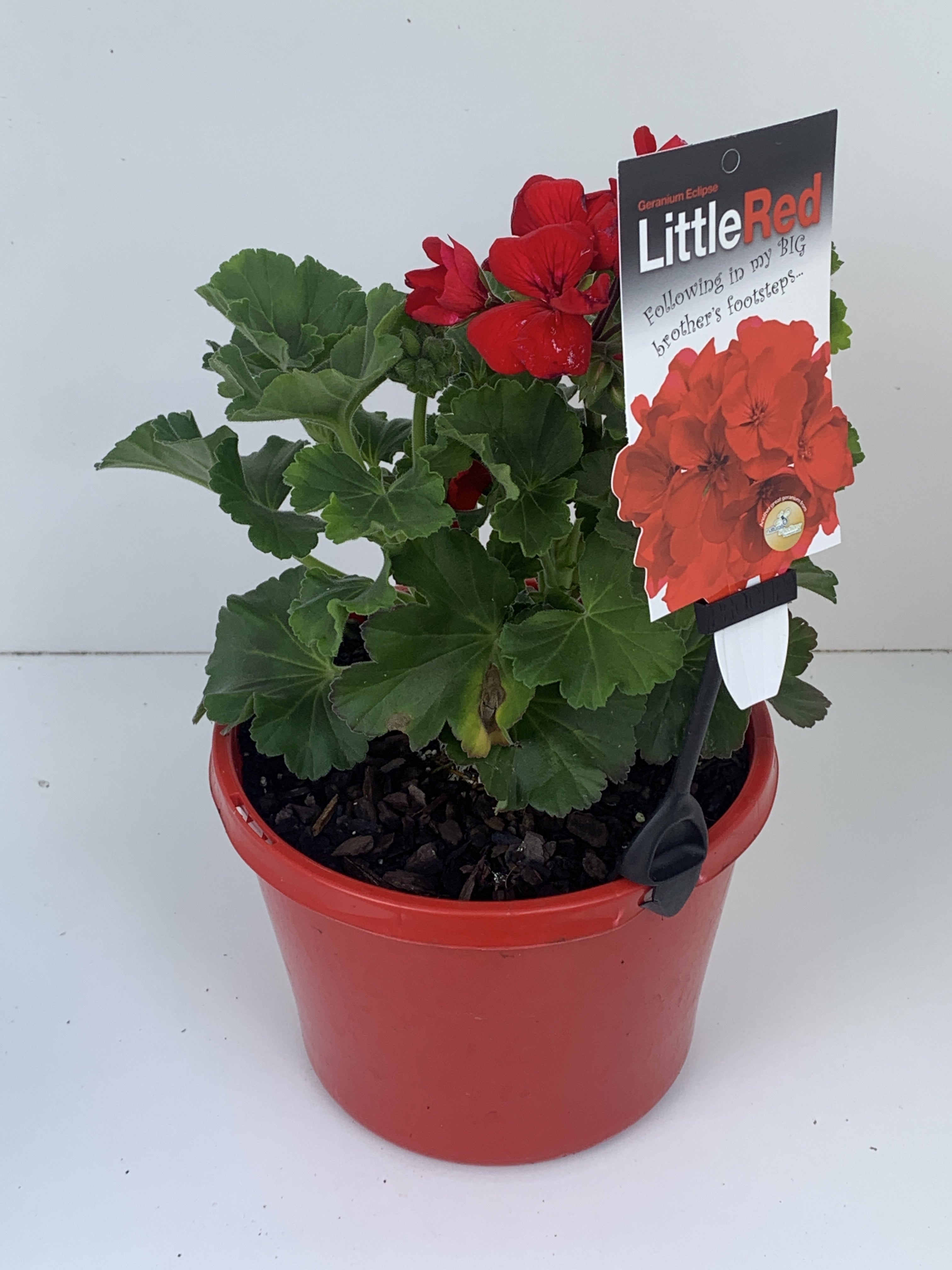 Geranium ‘Little Red’ – Northcote Nursery