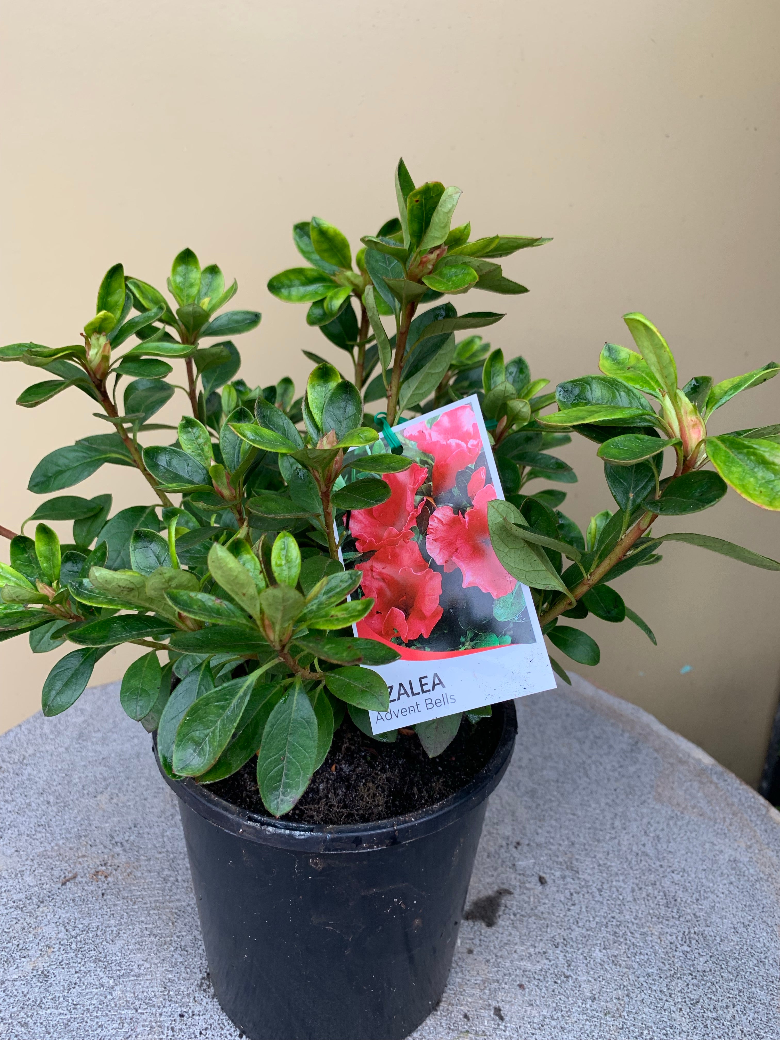 Azalea ‘Advent Bells’ – Northcote Nursery
