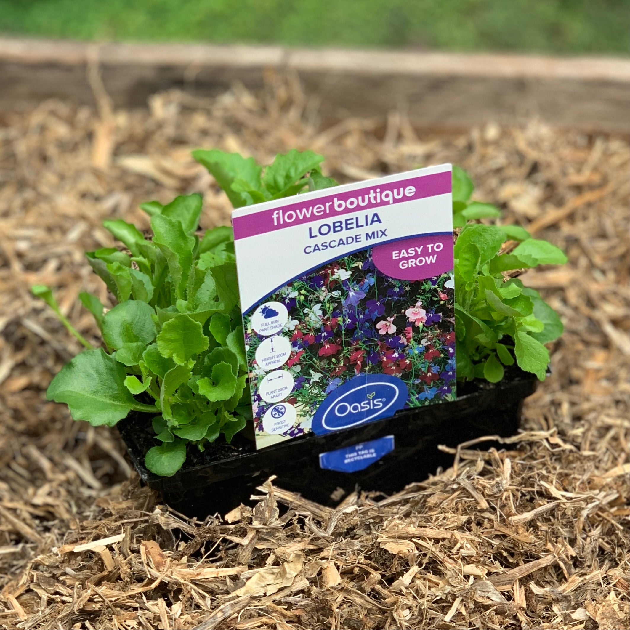 Lobelia 'Cascade Mix' – Northcote Nursery