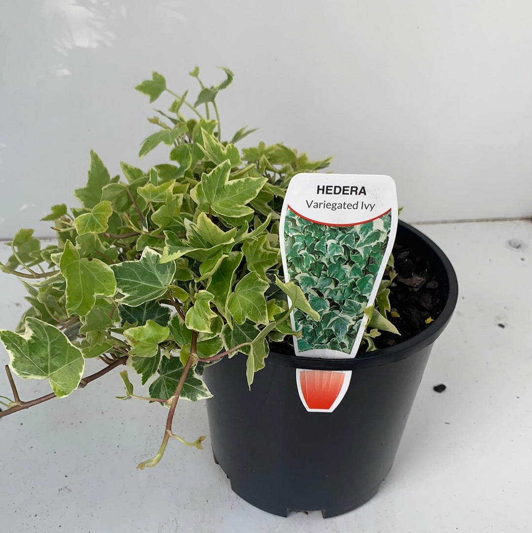 Hedera helix 'Variegated Ivy' – Northcote Nursery