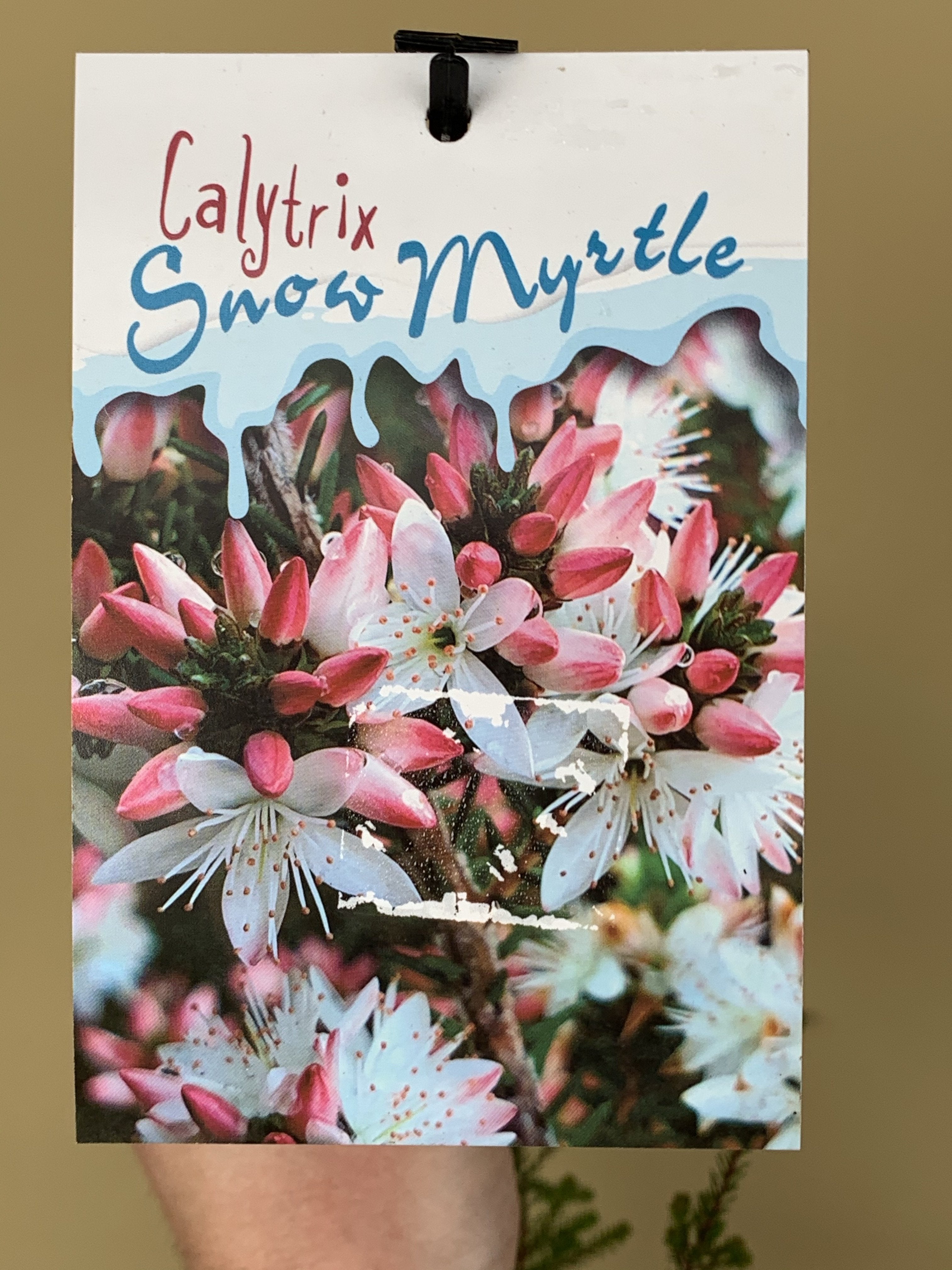 Calytrix ’Snow Myrtle’ – Northcote Nursery