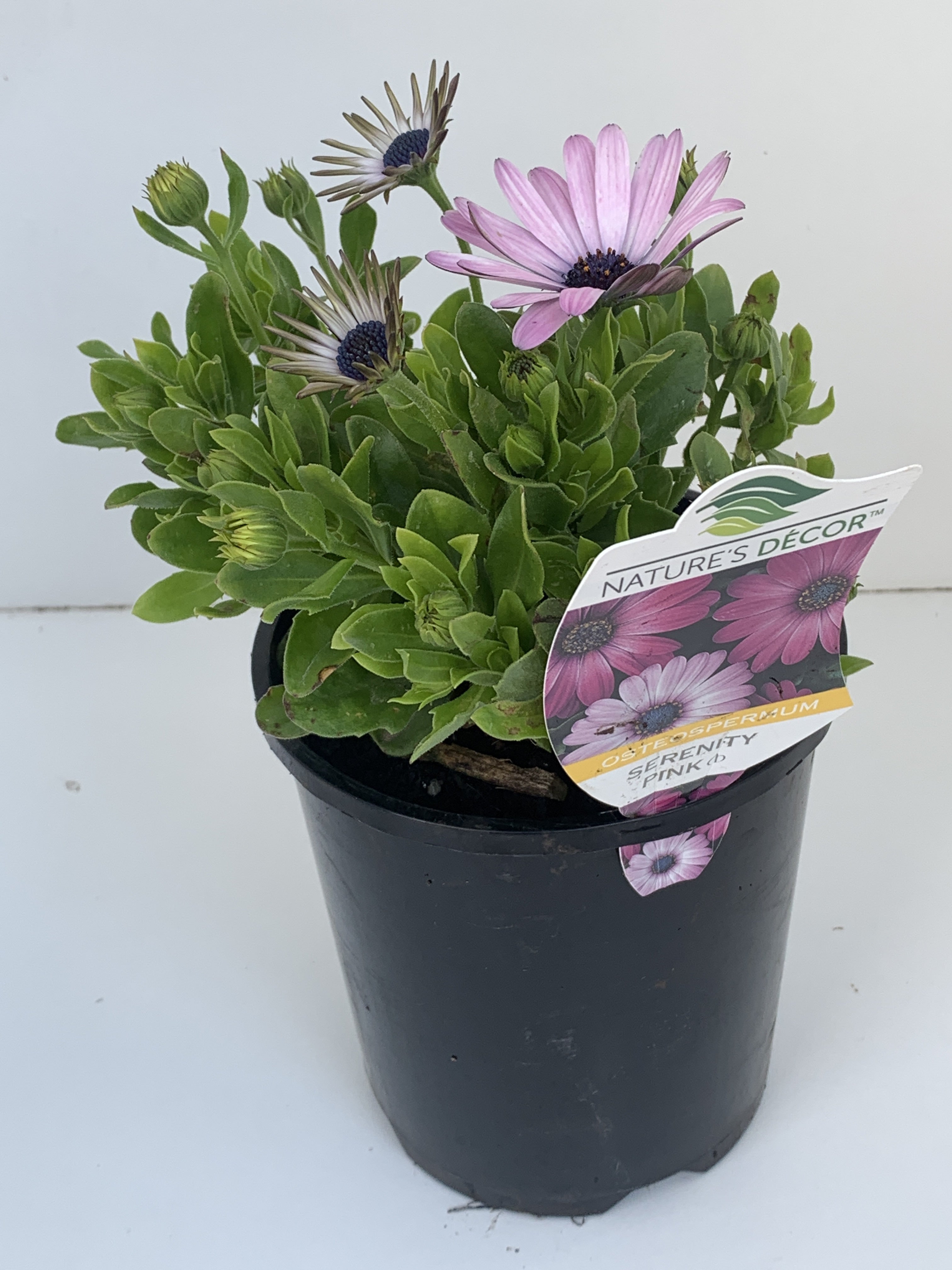 Osteospermum ‘Serenity Pink’ – Northcote Nursery