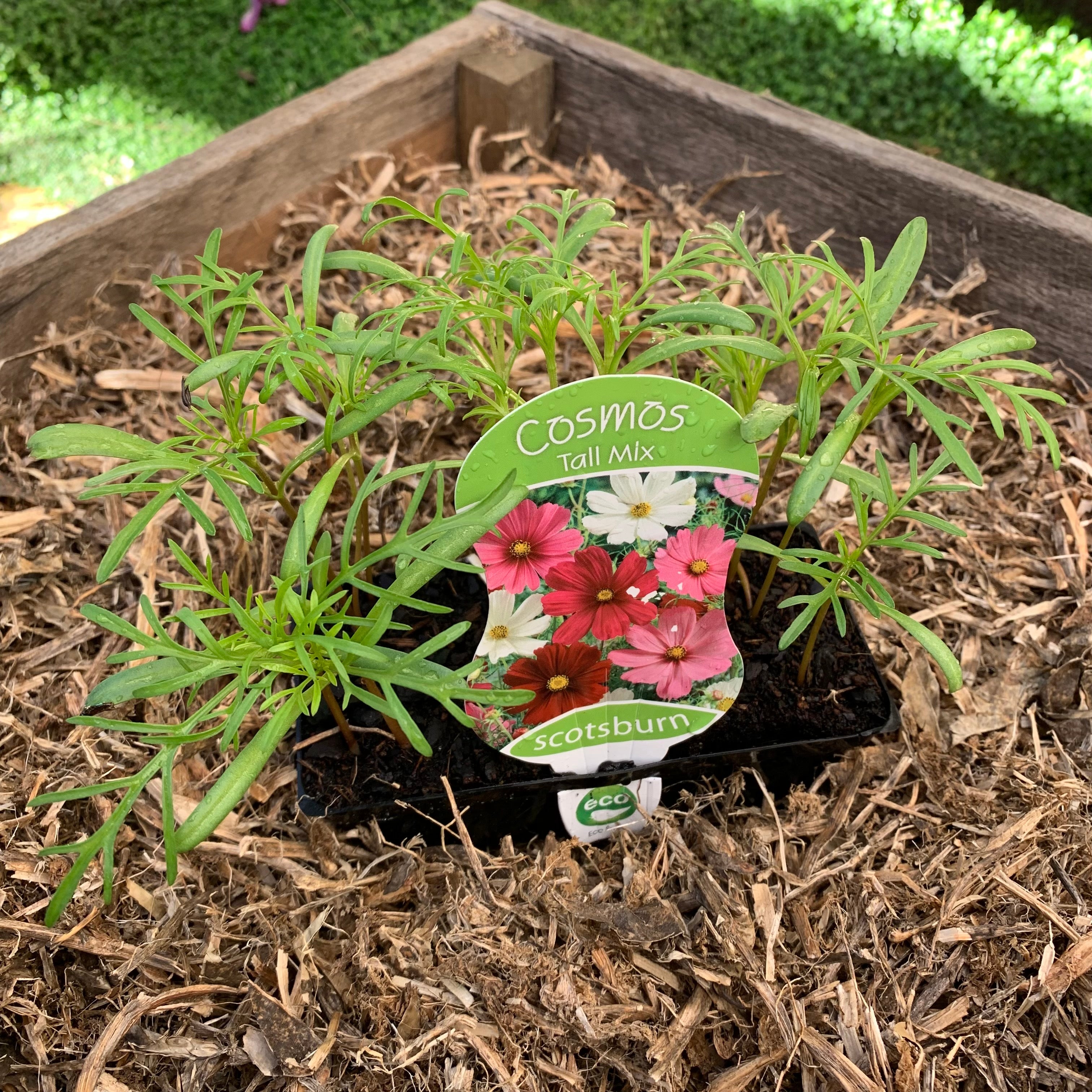 Cosmos 'Tall Mix' – Northcote Nursery