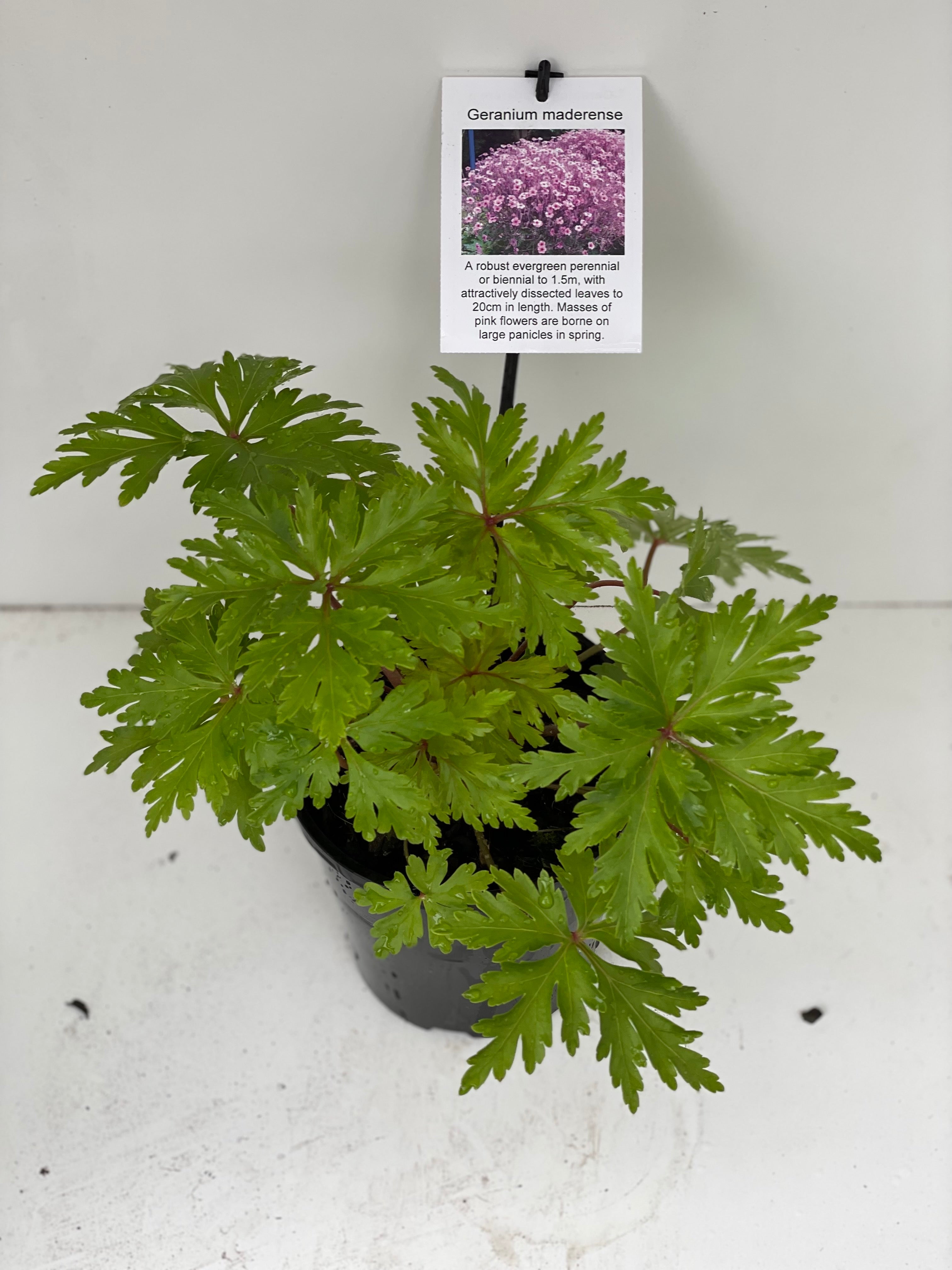 Geranium maderense – Northcote Nursery