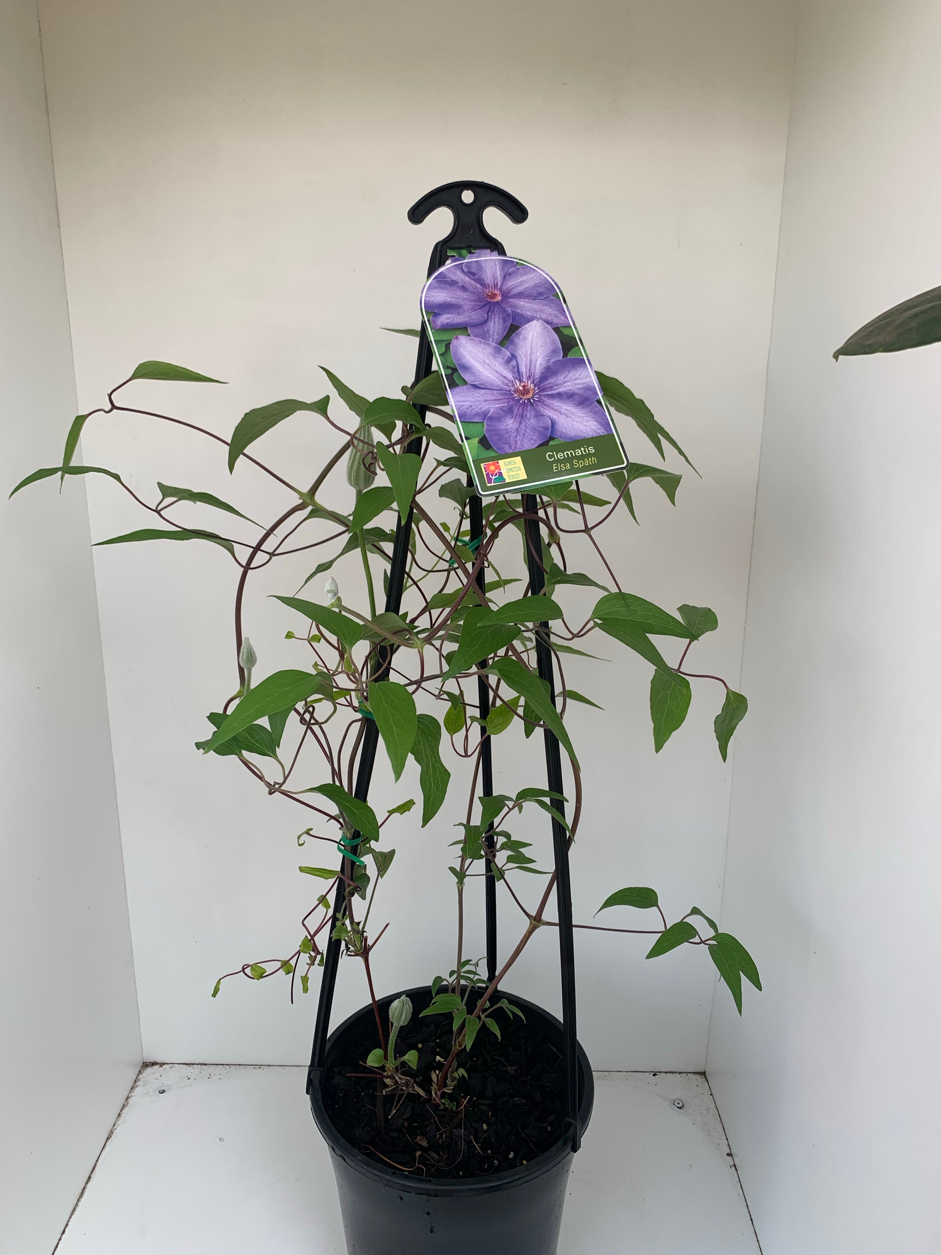 Clematis ‘Elsa Spath’ – Northcote Nursery