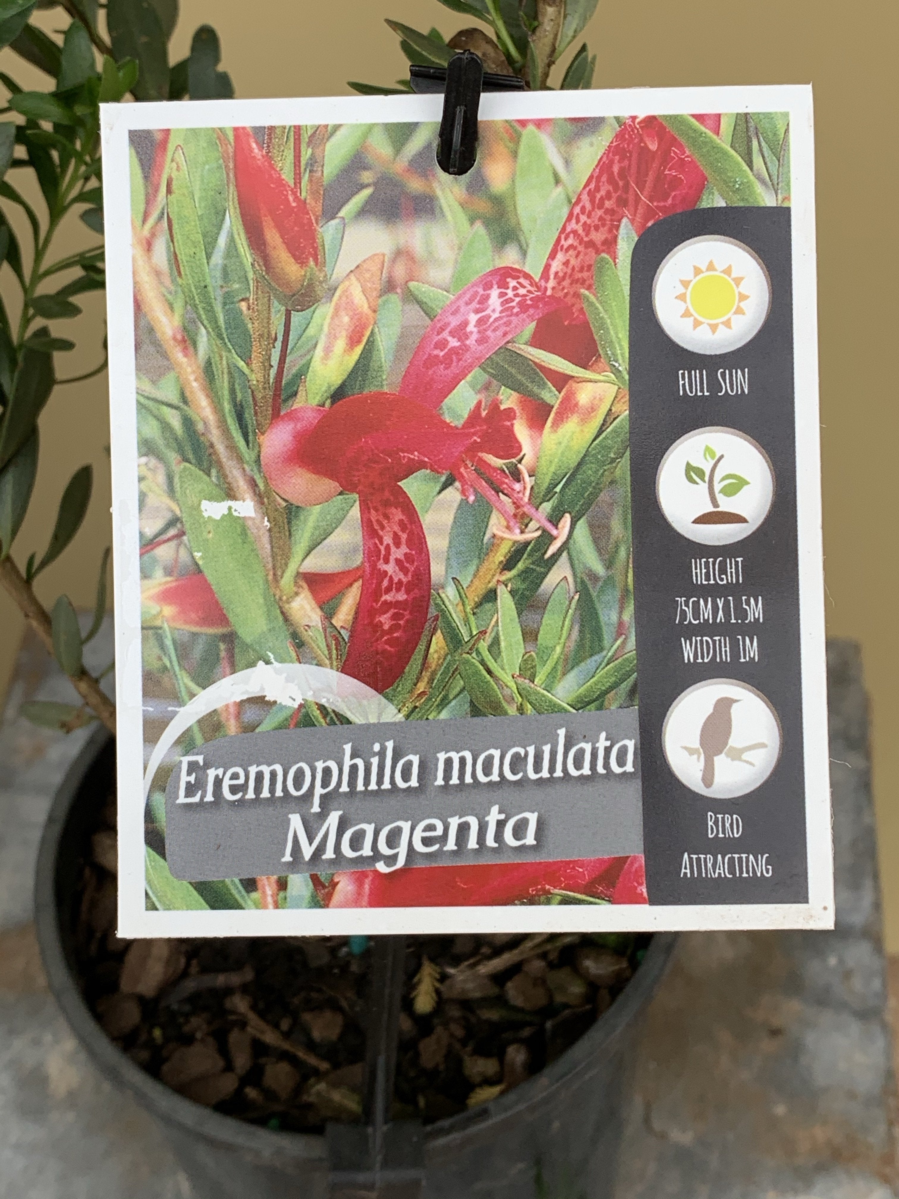 Eremophila maculata ‘Magenta’ – Northcote Nursery