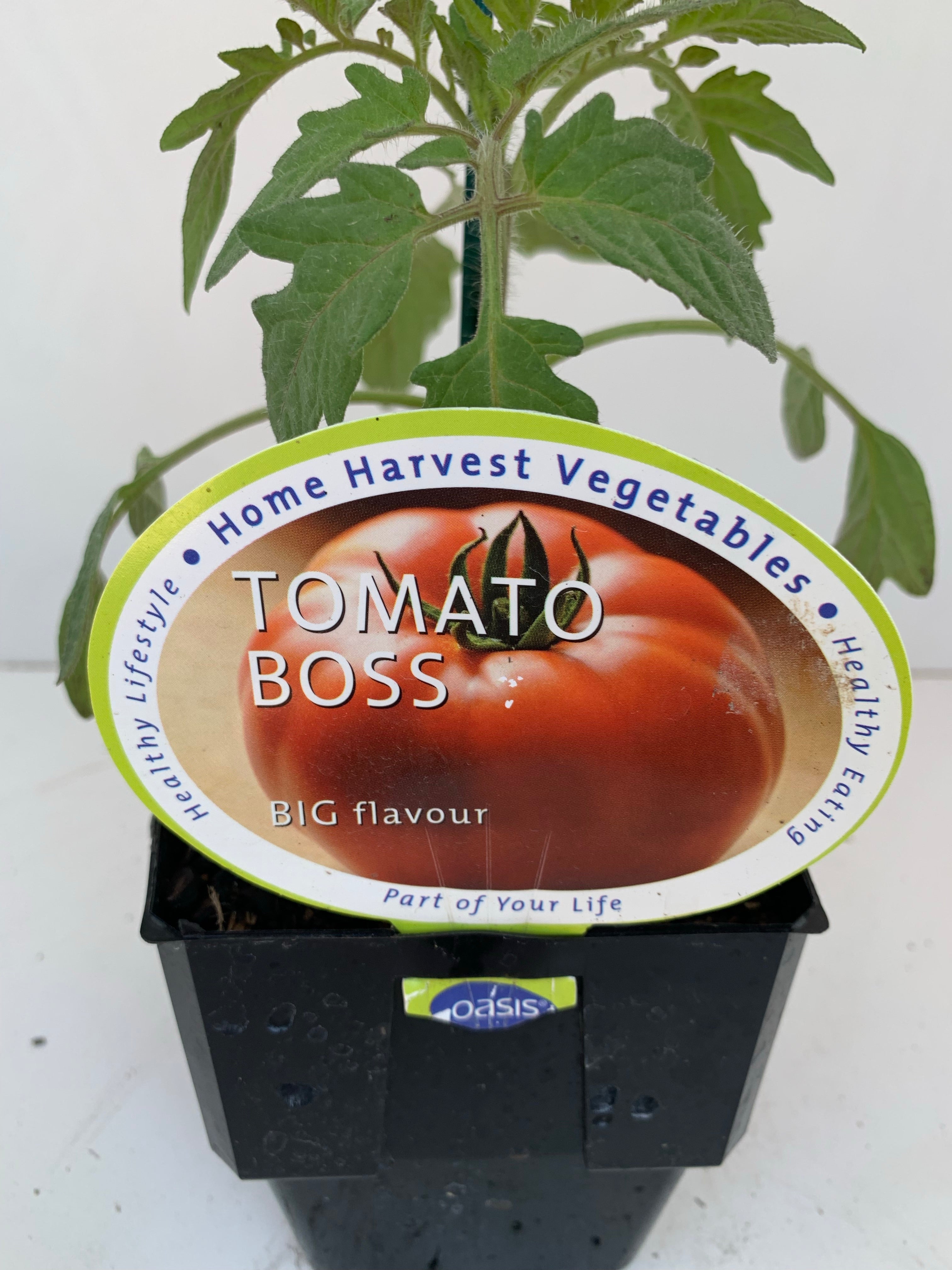 Tomato ‘Boss’ – Northcote Nursery
