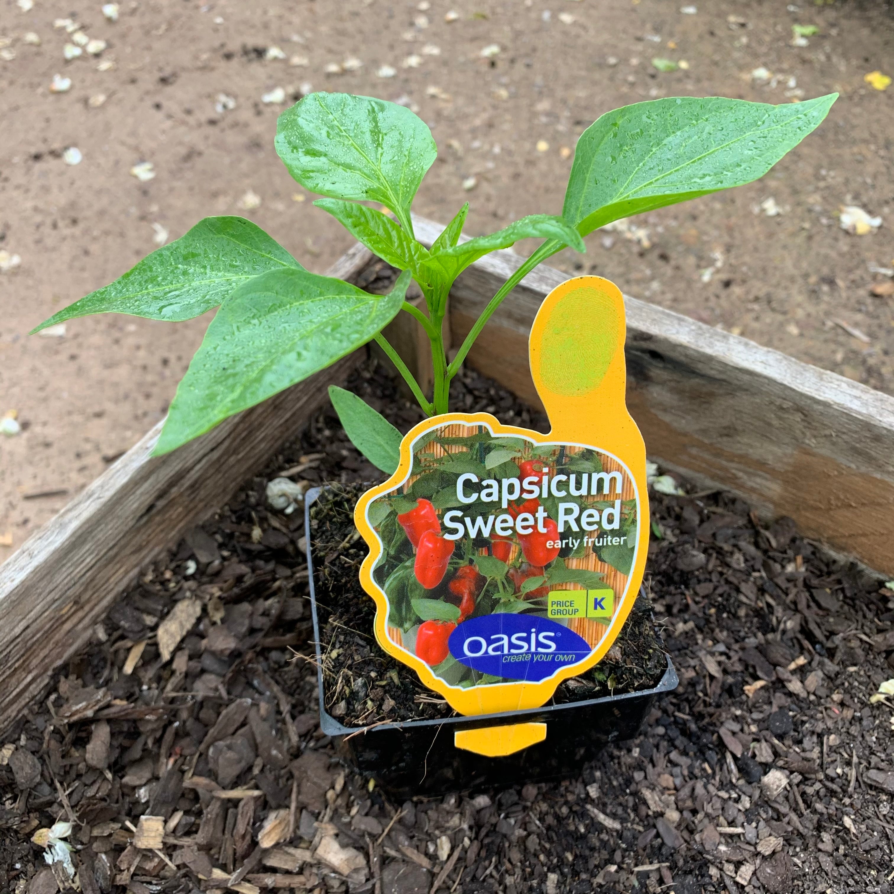 Capsicum 'Sweet Red' – Northcote Nursery